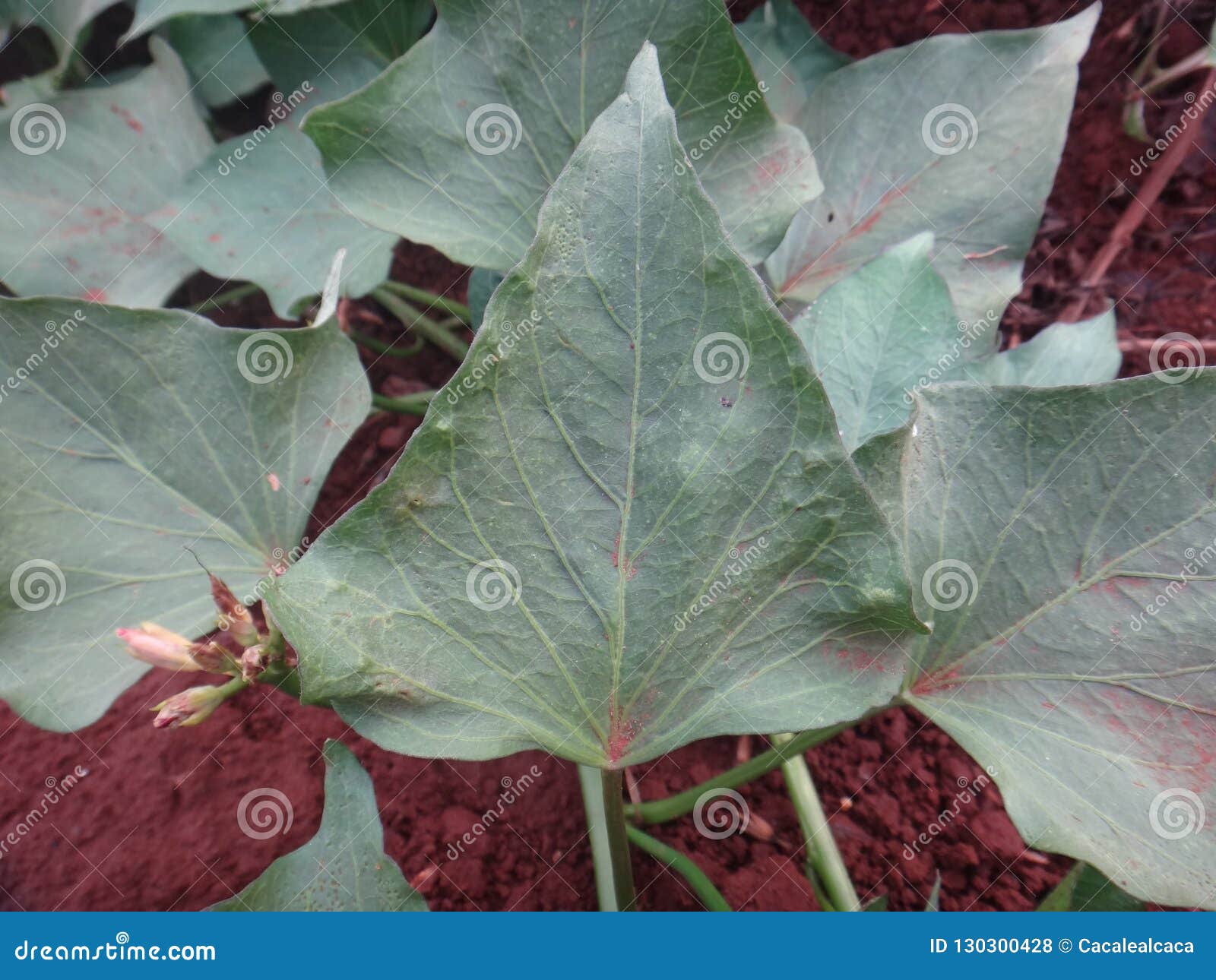 Detalhe De Folha Da Planta De Batata Doce Foto de Stock - Imagem de ...
