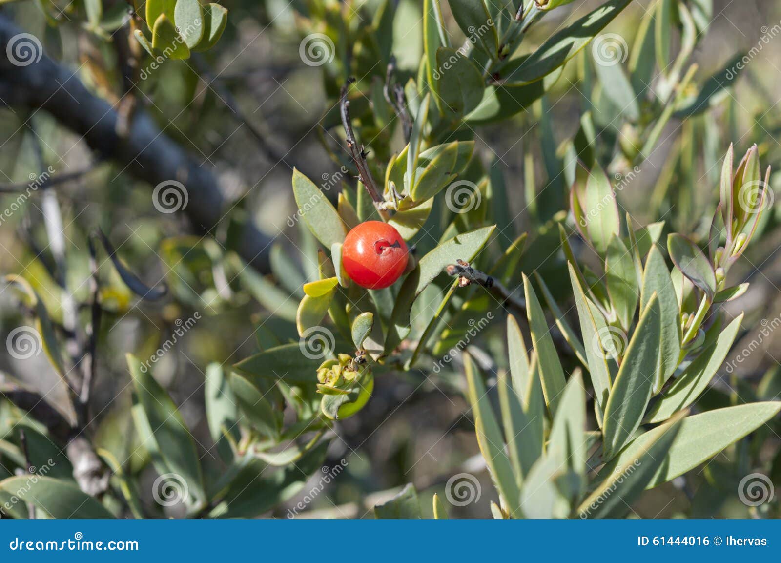 Detalhe De Fruto Do Lanceolata De Osyris Foto de Stock - Imagem de ...