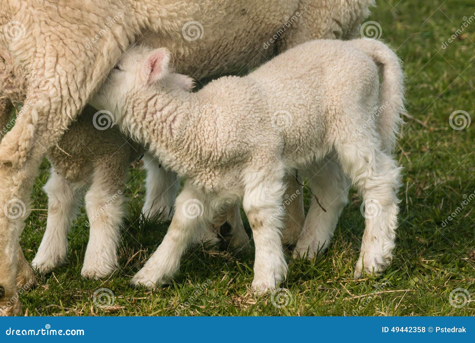 Detalhe De Mamar O Cordeiro Foto de Stock - Imagem de detalhe, cascos ...