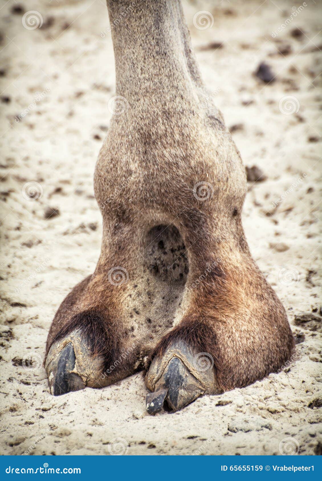 Detalhe Do Casco Do Camelo, Tema Animal Imagem de Stock - Imagem de ...