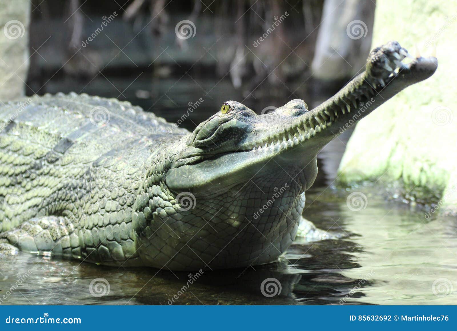 Detalhe Do Indiano De Gavial Foto de Stock - Imagem de assassino ...