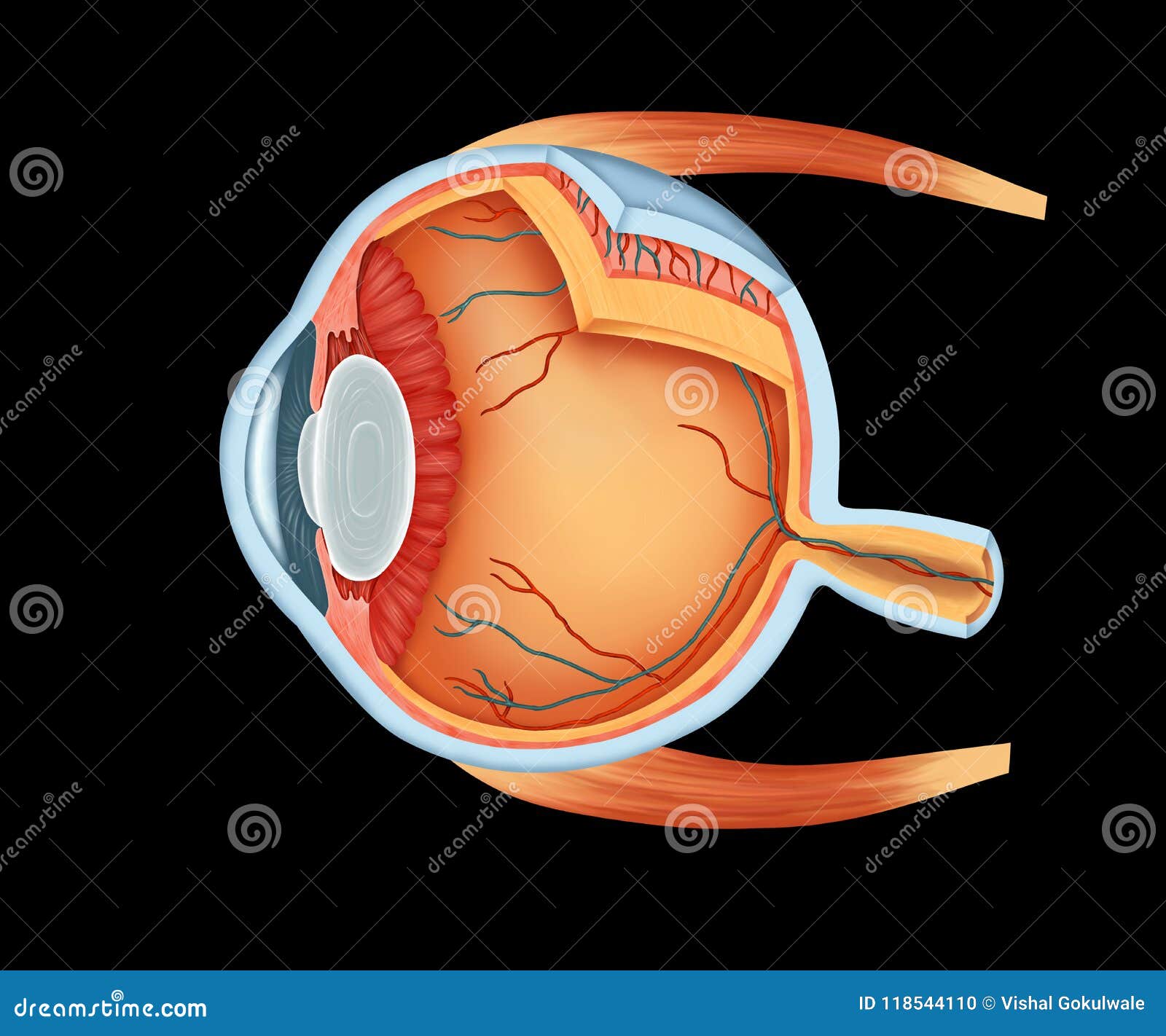 Detalhes Completos Da Anatomia Do Olho Humano Ilustração Stock ...