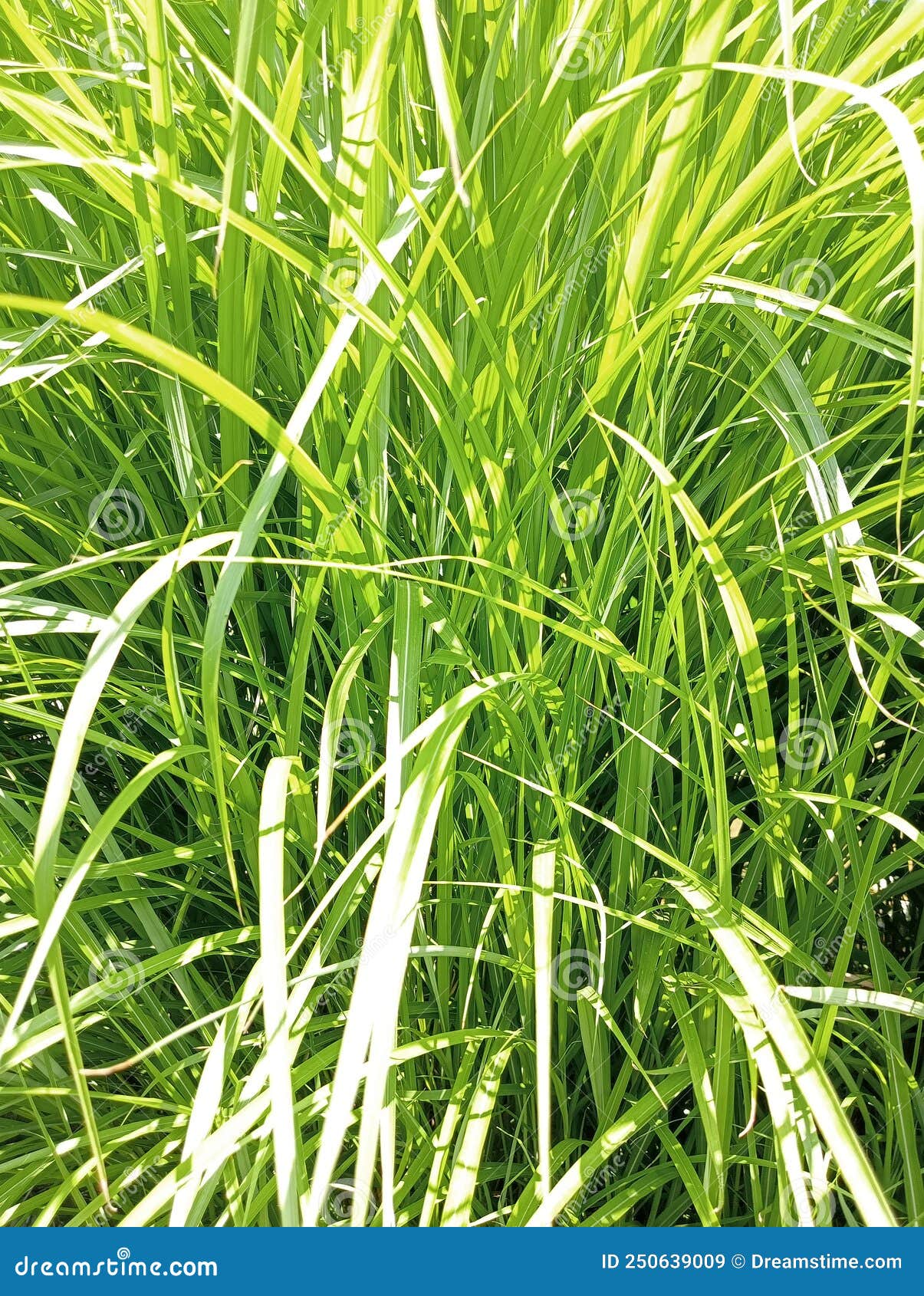 Detalhes Das Folhas De Relva Verde Imagem de Stock - Imagem de vegetal ...