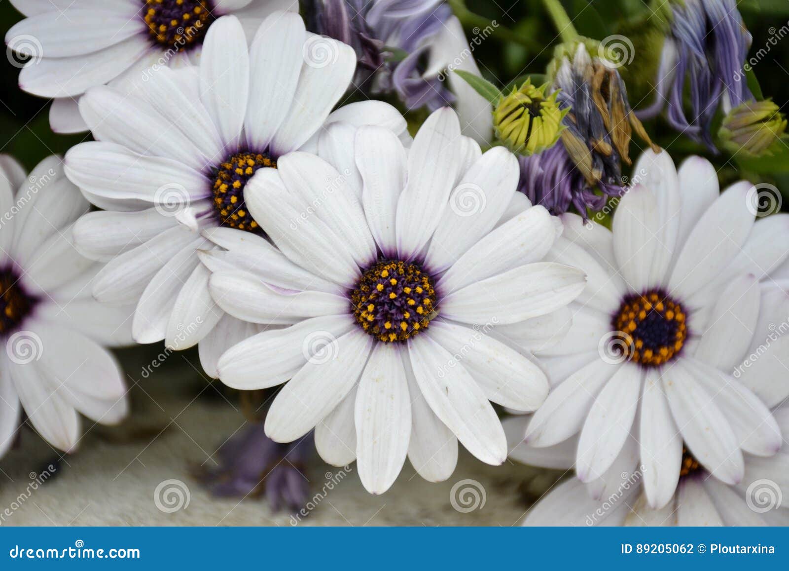Detalhes De Margaridas Roxas Foto de Stock - Imagem de margarida ...