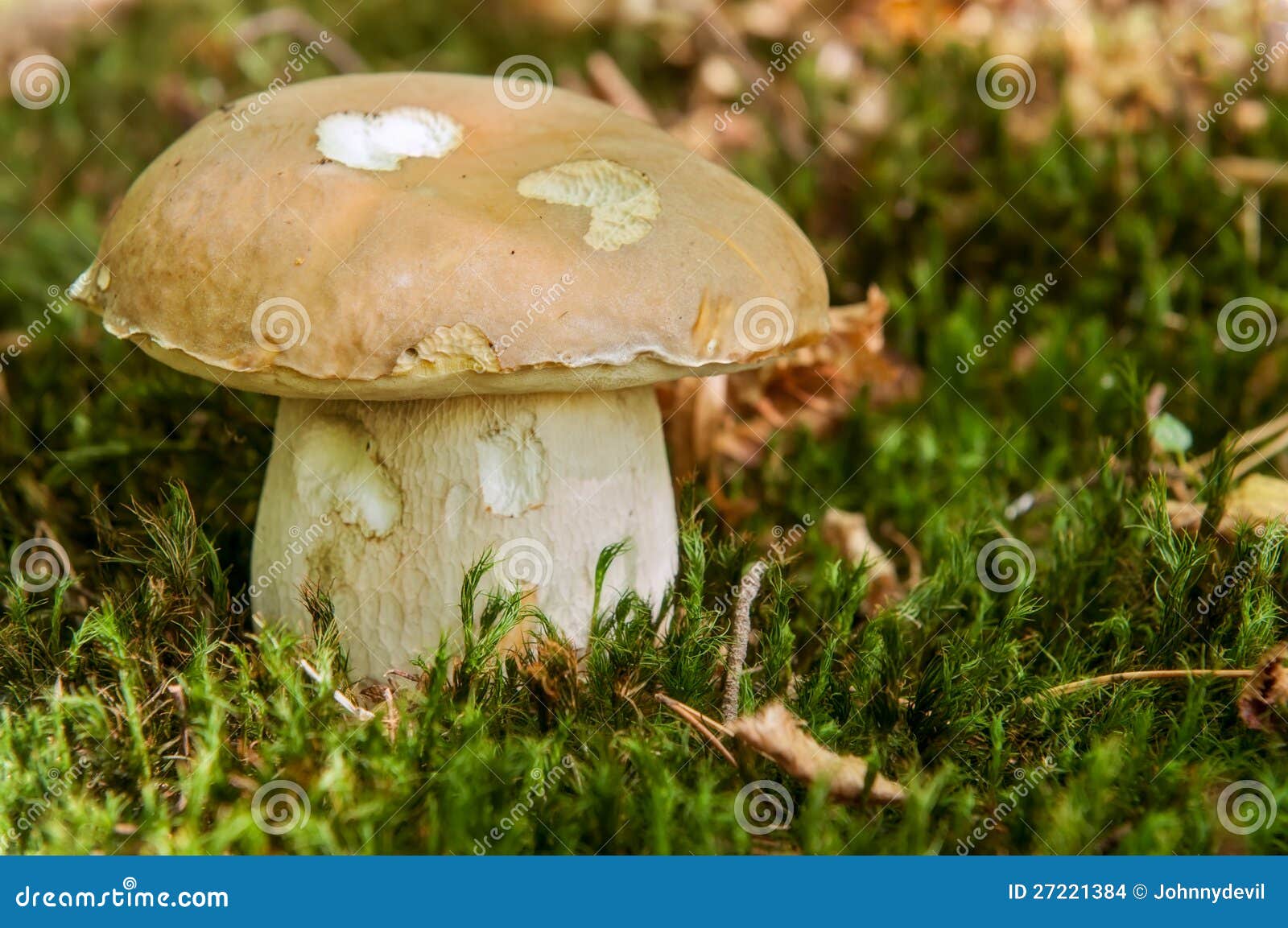 Detalj av champinjonen arkivfoto. Bild av champinjoner - 27221384