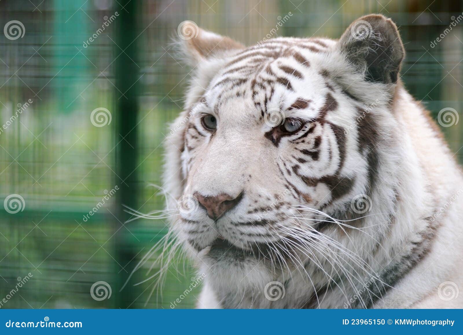 Detalle Blanco De La Cara Del Tigre Foto de archivo - Imagen de piel ...