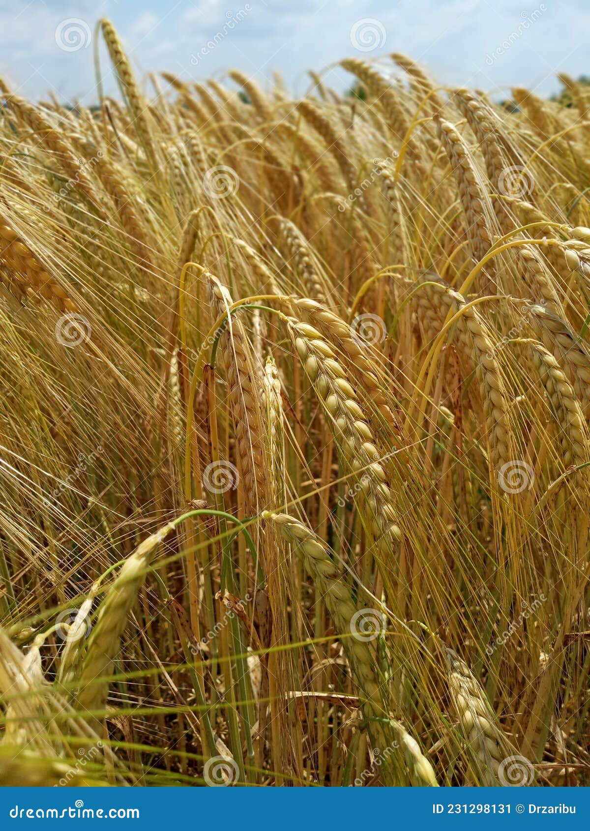 Detalle de campo de cebada imagen de archivo. Imagen de granja - 231298131