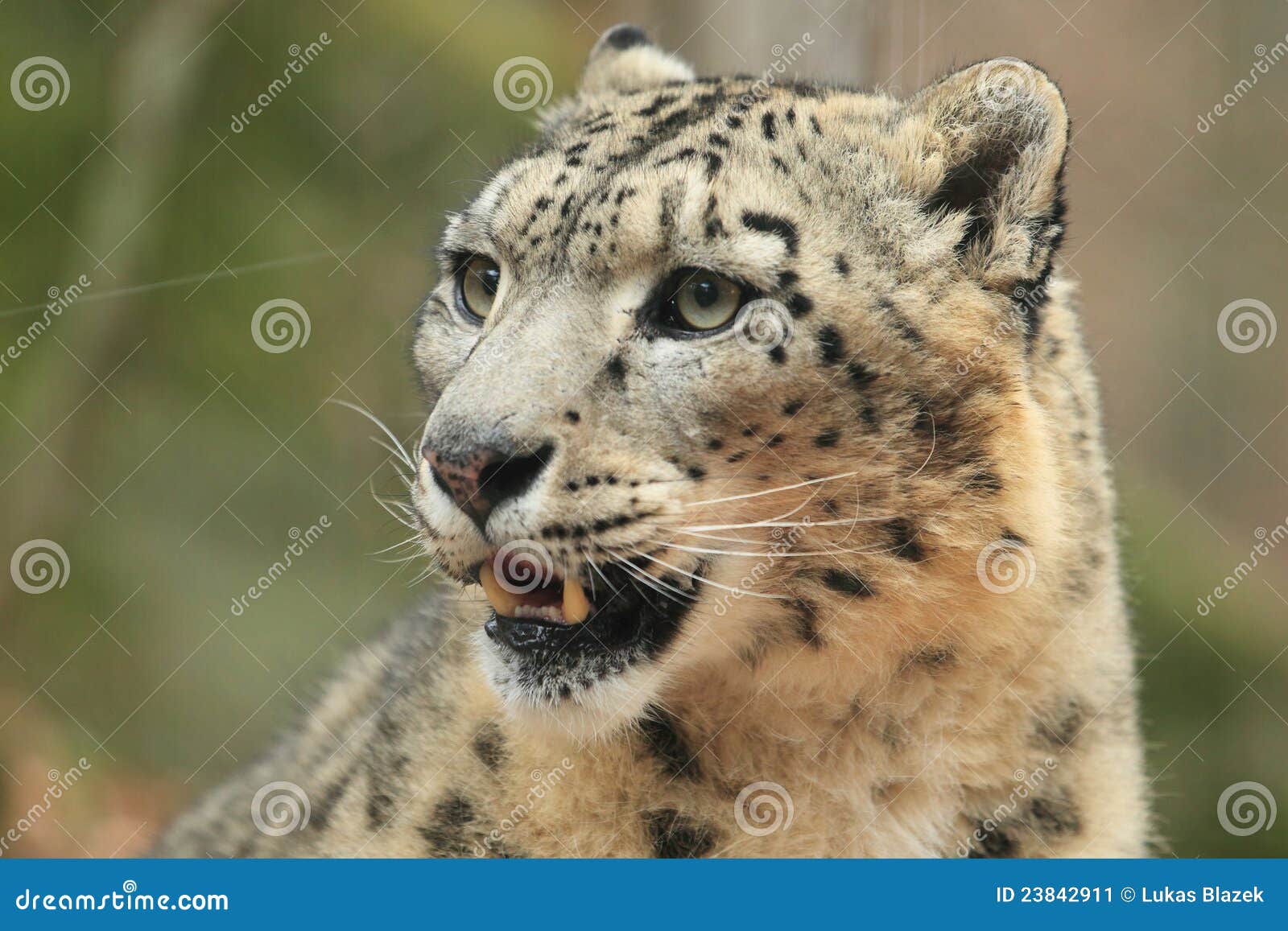 Detalle de Irbis imagen de archivo. Imagen de pista, mirada - 23842911