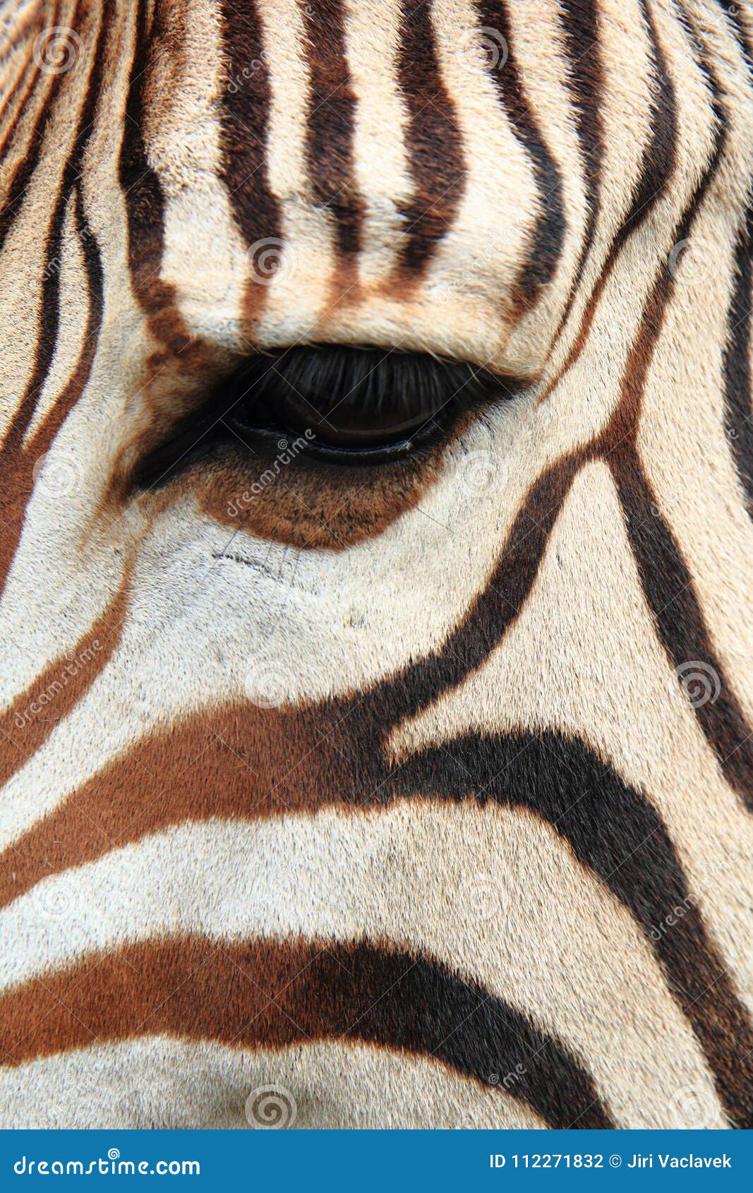 Detalle De La Cabeza De La Cebra Foto de archivo - Imagen de negro ...