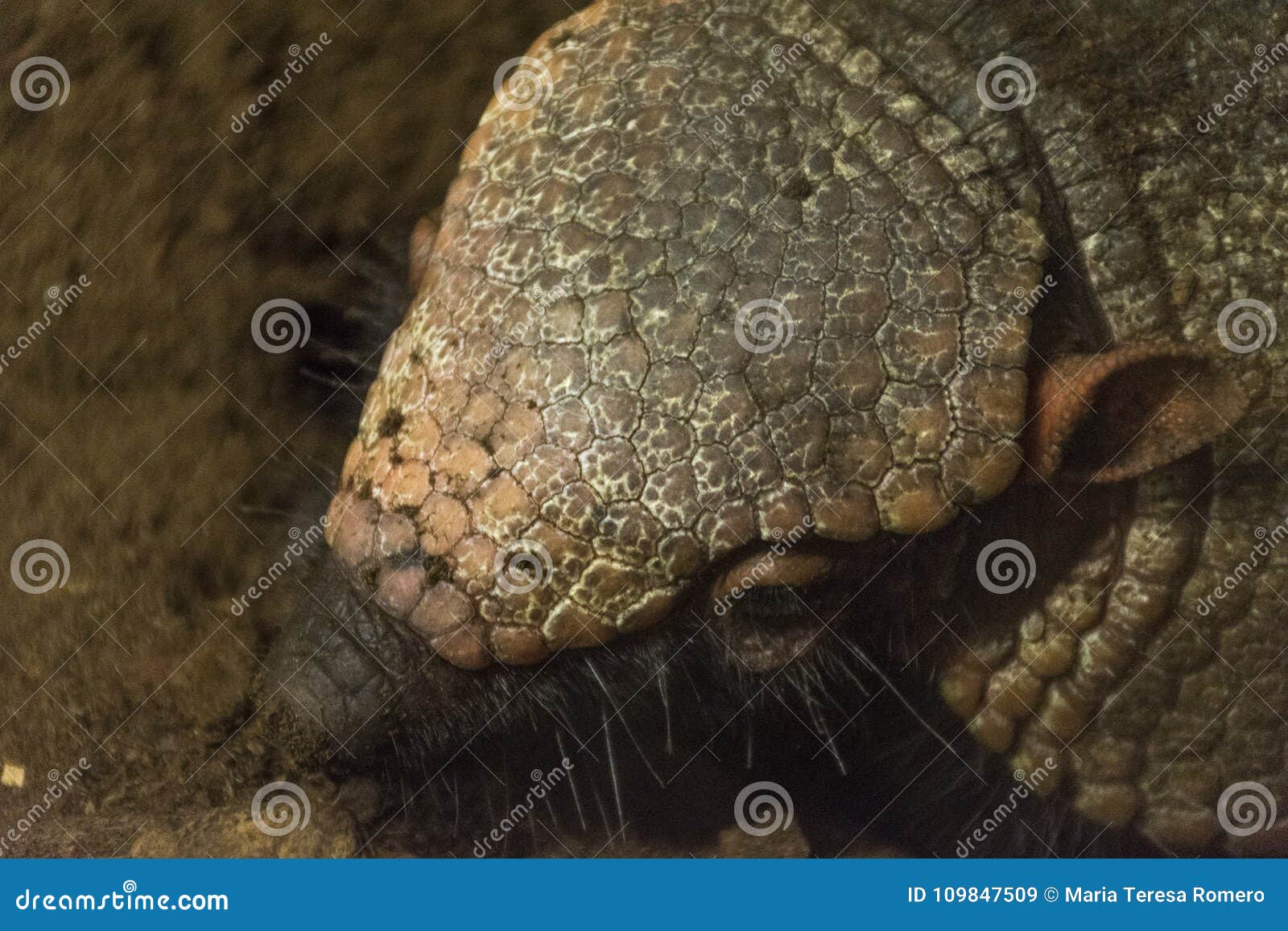 Detalle De La Cabeza De Un Armadillo Imagen de archivo - Imagen de ...