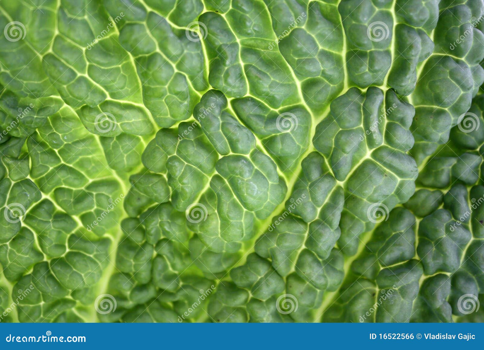 Detalle de la col rizada foto de archivo. Imagen de resorte - 16522566