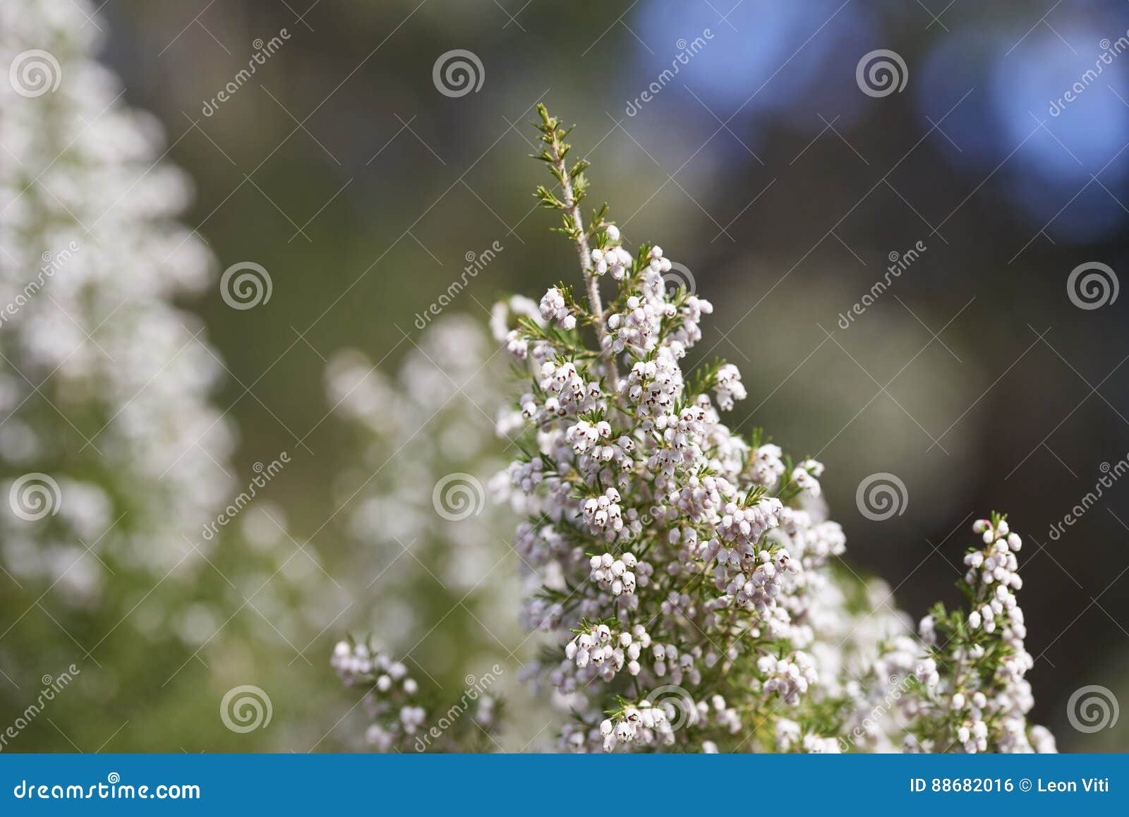 Detalle De La Flor De Erica Foto de archivo - Imagen de macro, planta ...