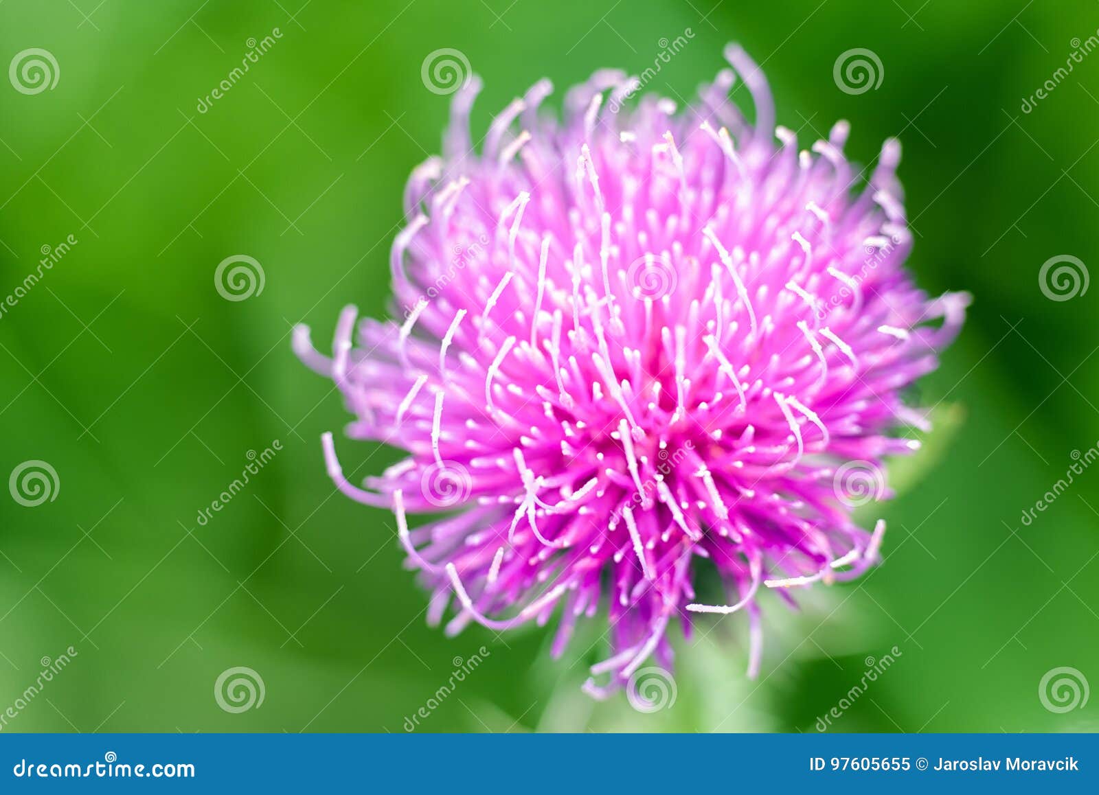 Detalle De La Flor - Estigma Imagen de archivo - Imagen de pétalo ...
