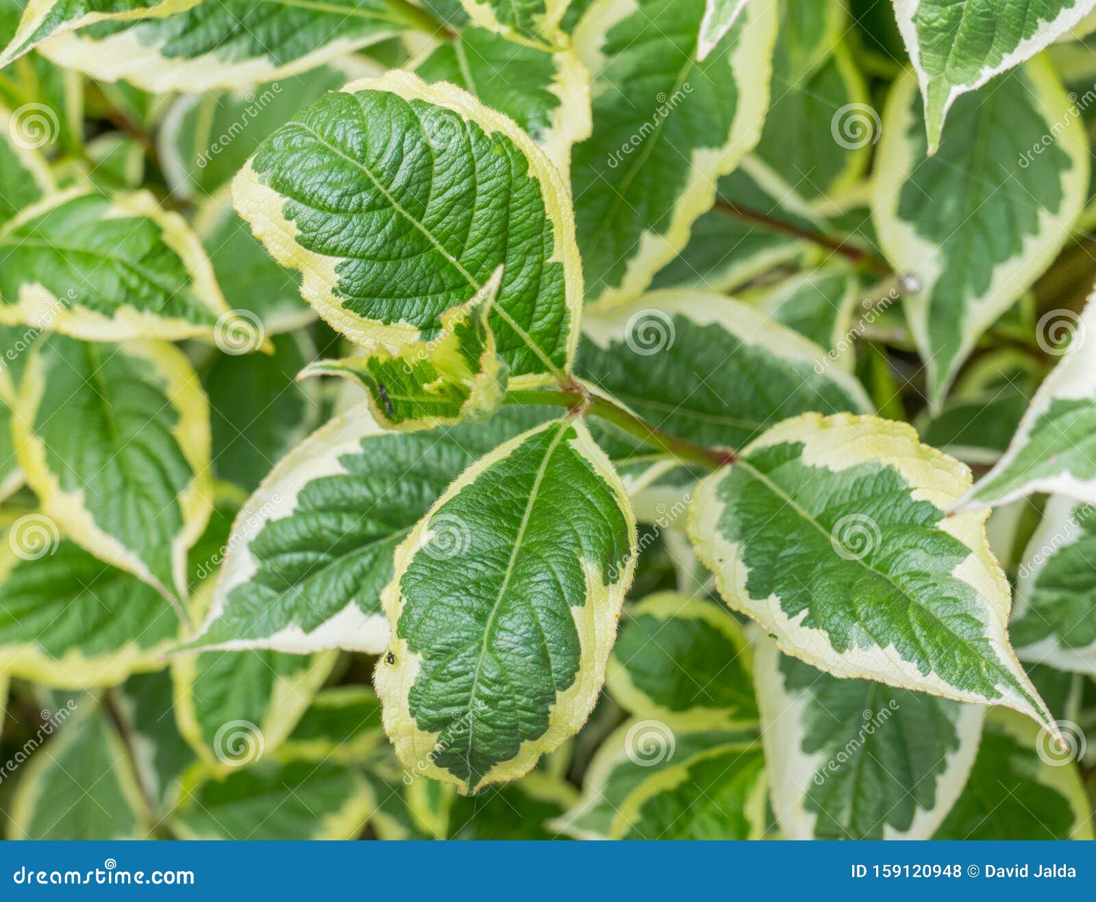 Detalle De La Florida Variegata De La Planta Foto de archivo - Imagen ...