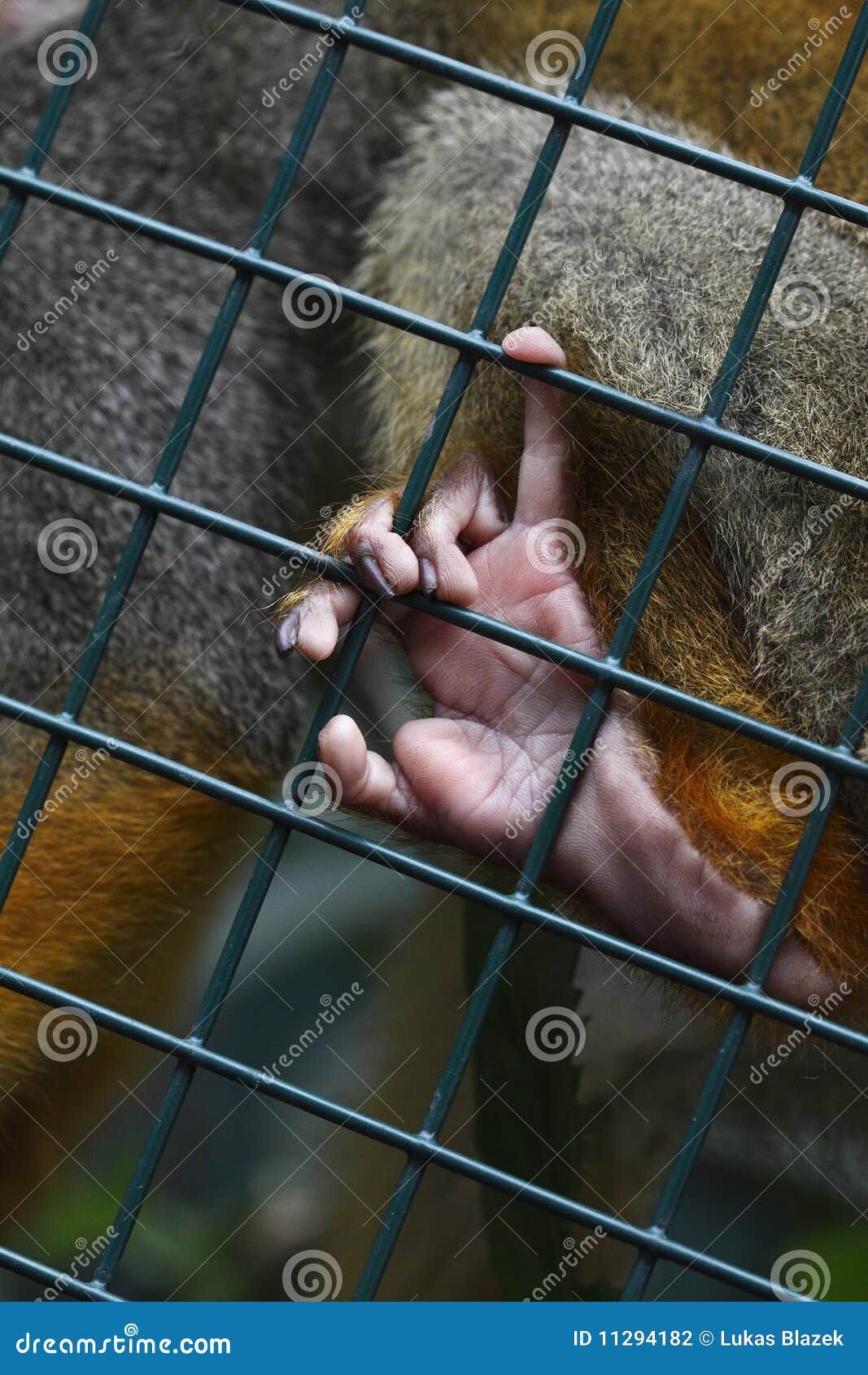 Detalle De La Mano Del Chimpancé Foto de archivo - Imagen de mono, dedo ...