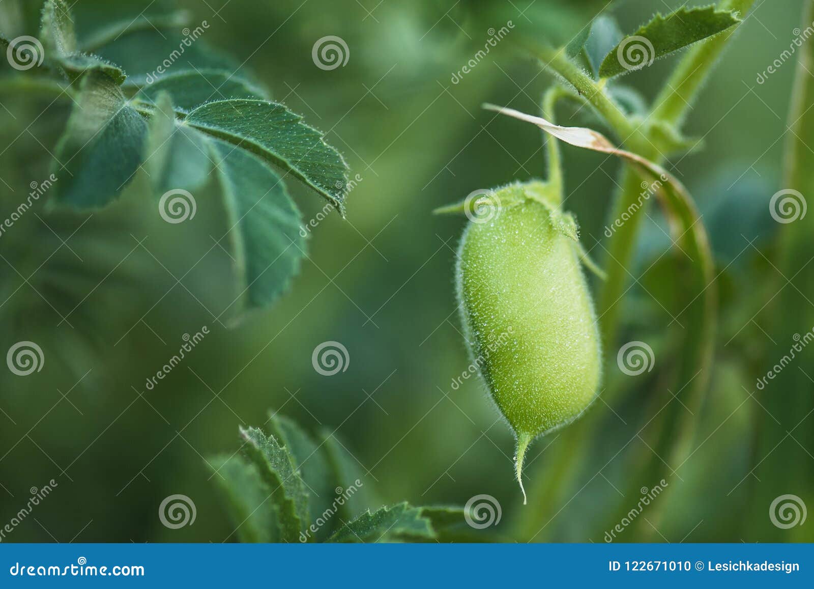 Detalle De La Planta De Garbanzo Foto de archivo - Imagen de granja ...