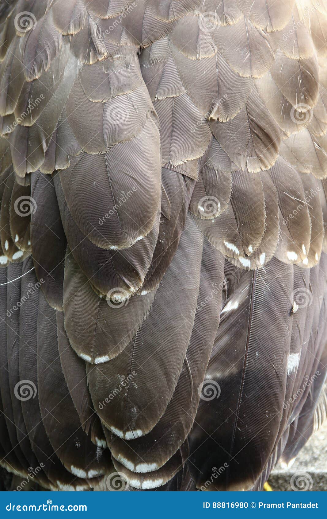 Detalle De La Pluma De Eagle Foto de archivo - Imagen de habitat, fondo ...