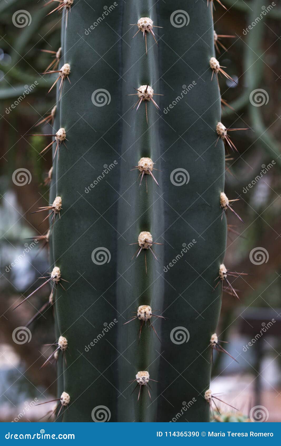 Detalle De Las Espinas Del Cactus Foto de archivo - Imagen de travieso ...