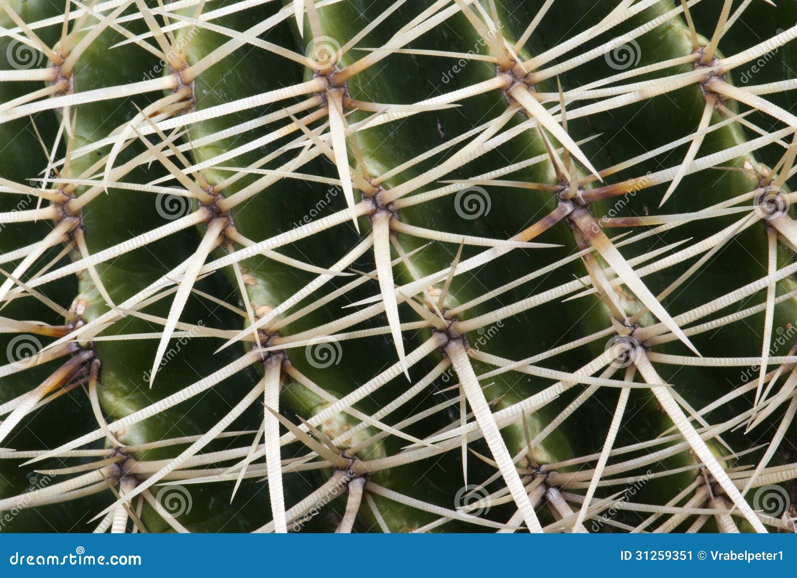 Detalle De Las Espinas Del Cactus Imagen de archivo - Imagen de picar ...