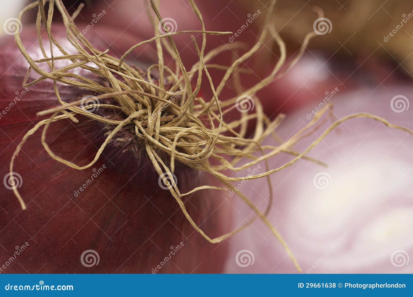 Detalle De Las Raíces De La Cebolla Foto de archivo - Imagen de corte ...