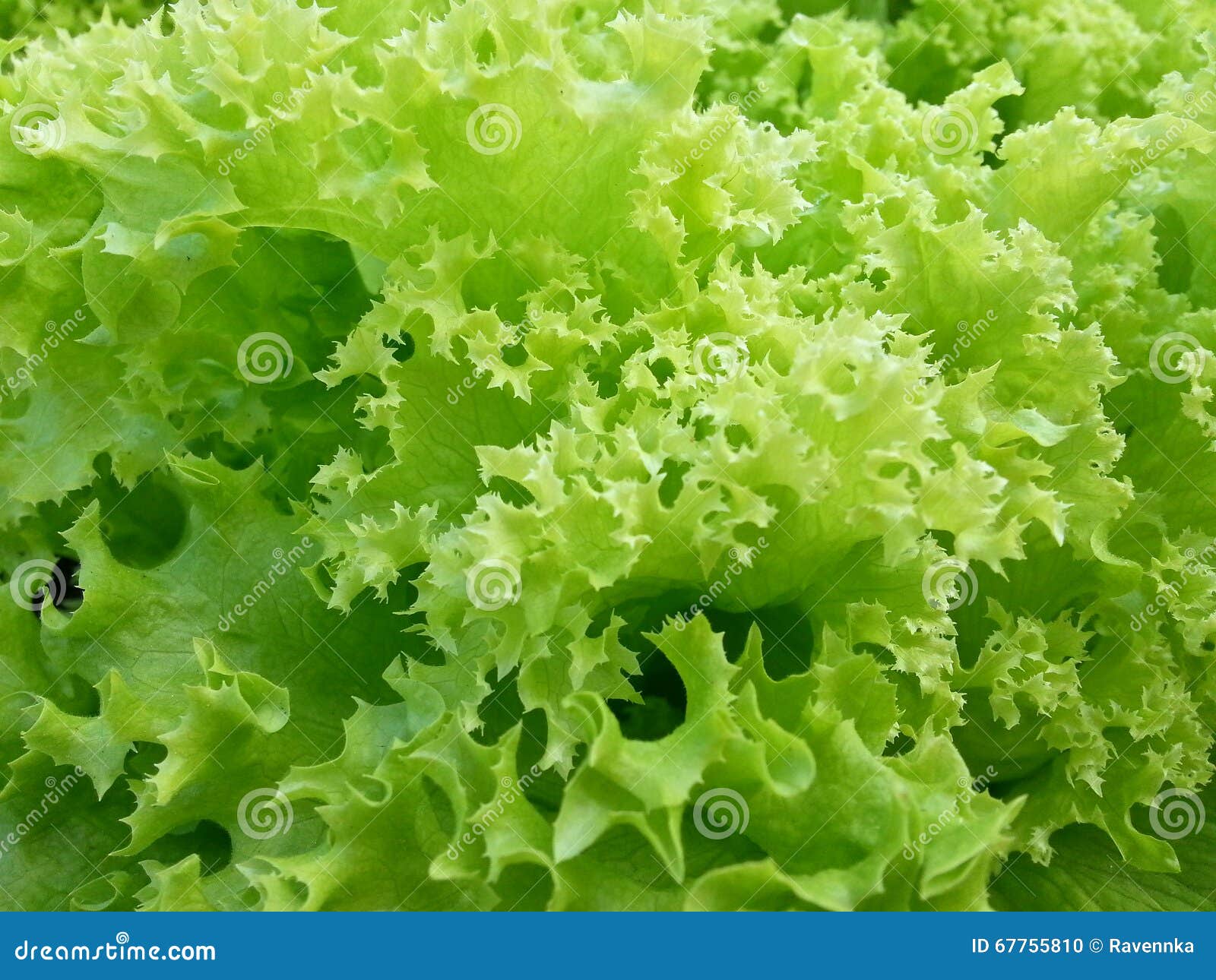 Detalle De Lollo Verde Lettuce - Lechuga Rizada Verde Foto de archivo ...