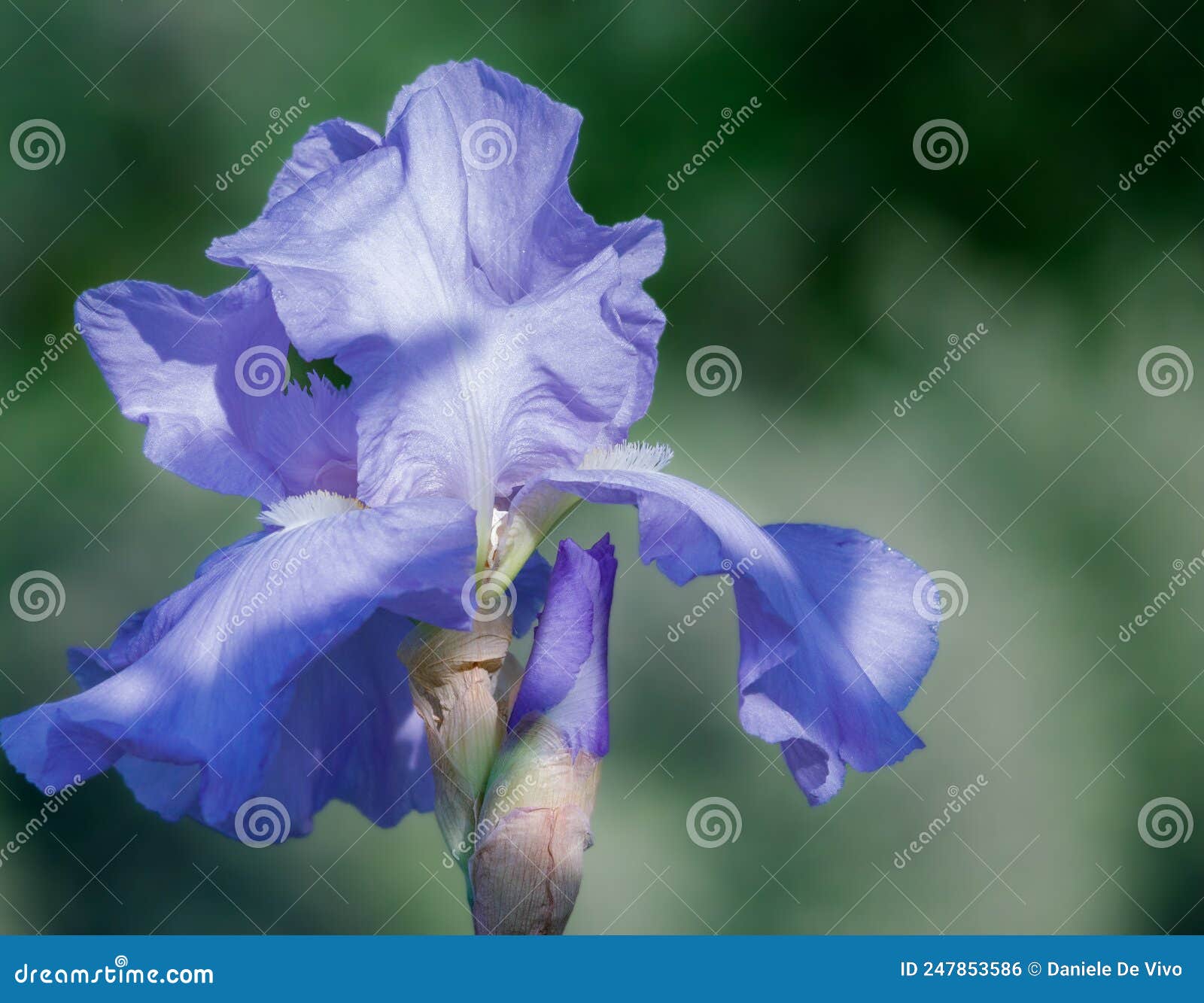 Detalle de un iris morado foto de archivo. Imagen de pista - 247853586