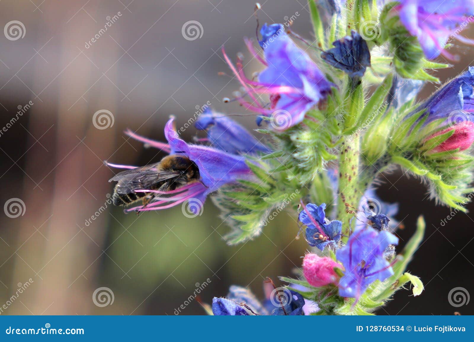 Detalle De Una Flor Con Una Abeja Foto de archivo - Imagen de macro ...