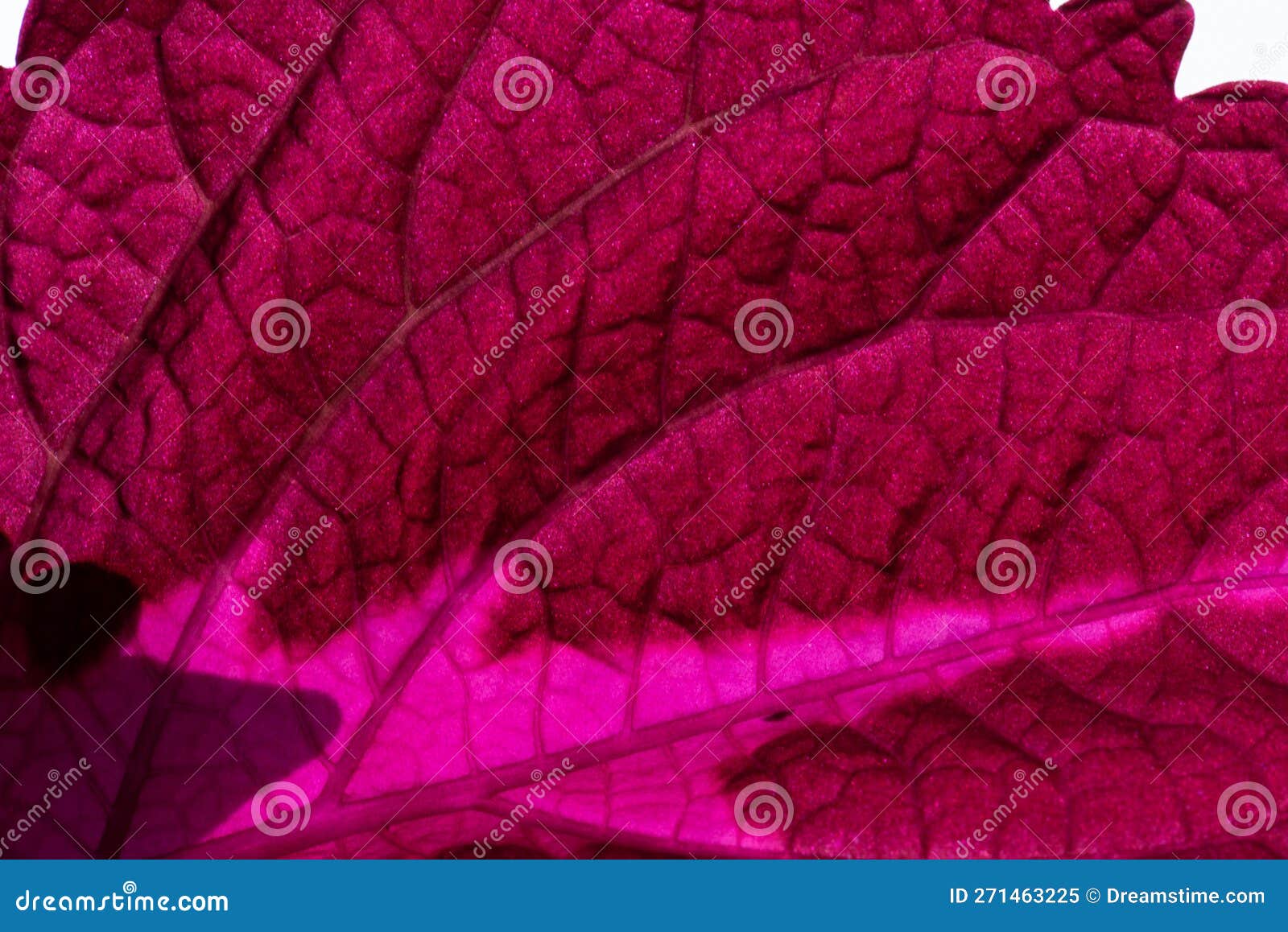 Detalle De Una Hoja De Color Rosa. Imagen de archivo - Imagen de rosa ...