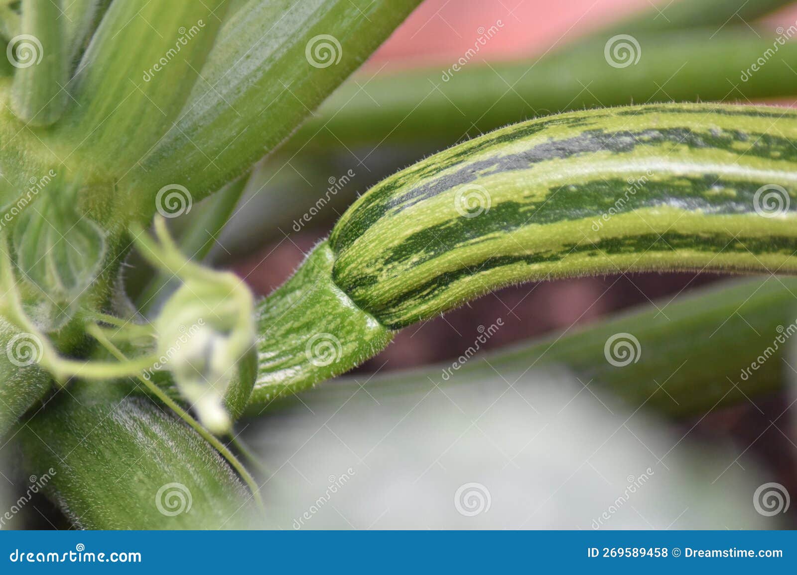Detalle De Zucchini a Rayas Foto de archivo - Imagen de producto ...