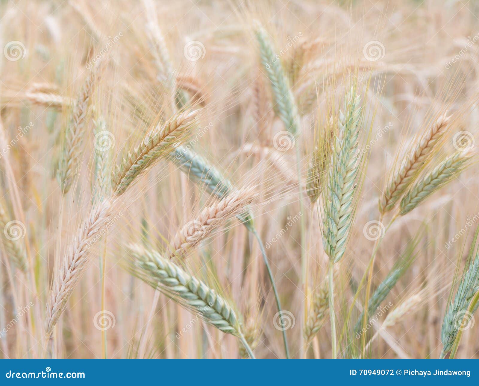 Detalle Del Campo De La Cebada Foto de archivo - Imagen de planta ...