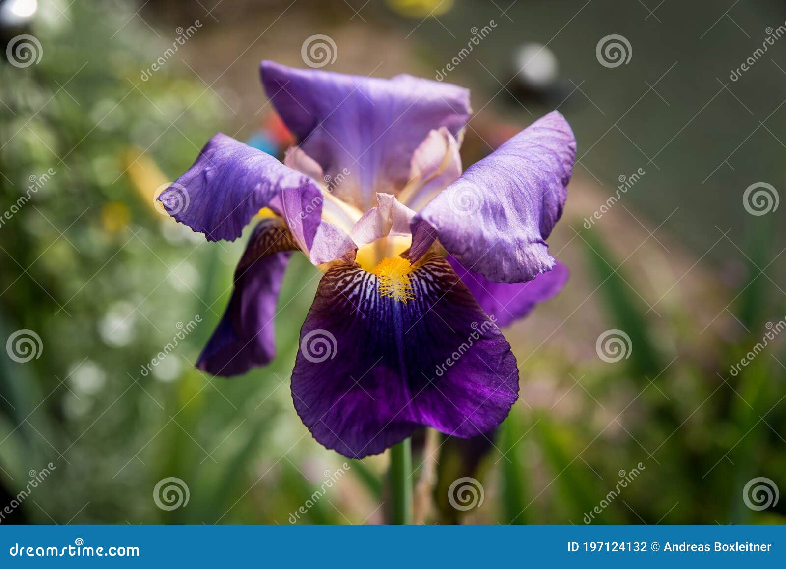 Detalle Del Iris Morado Floreciente Foto de archivo - Imagen de ...