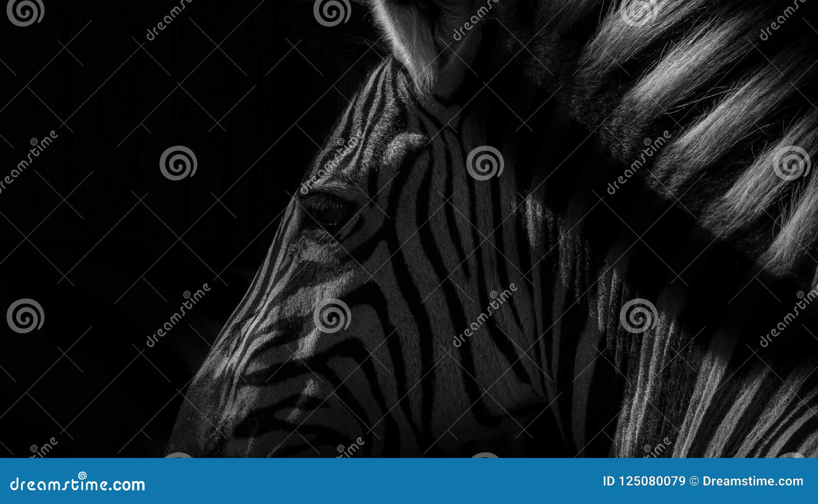 Detalle Negro Y Blanco De La Cebra Imagen de archivo - Imagen de animal ...