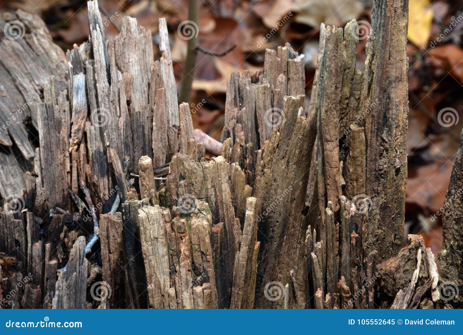 Detalle quebrado del tocón imagen de archivo. Imagen de rotura - 105552645