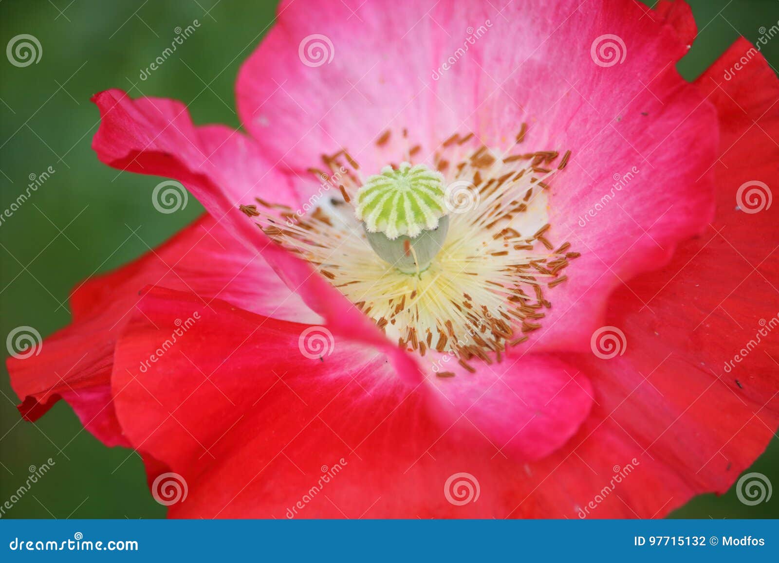 Detalle Y Estigma De La Flor Foto de archivo - Imagen de cierre ...