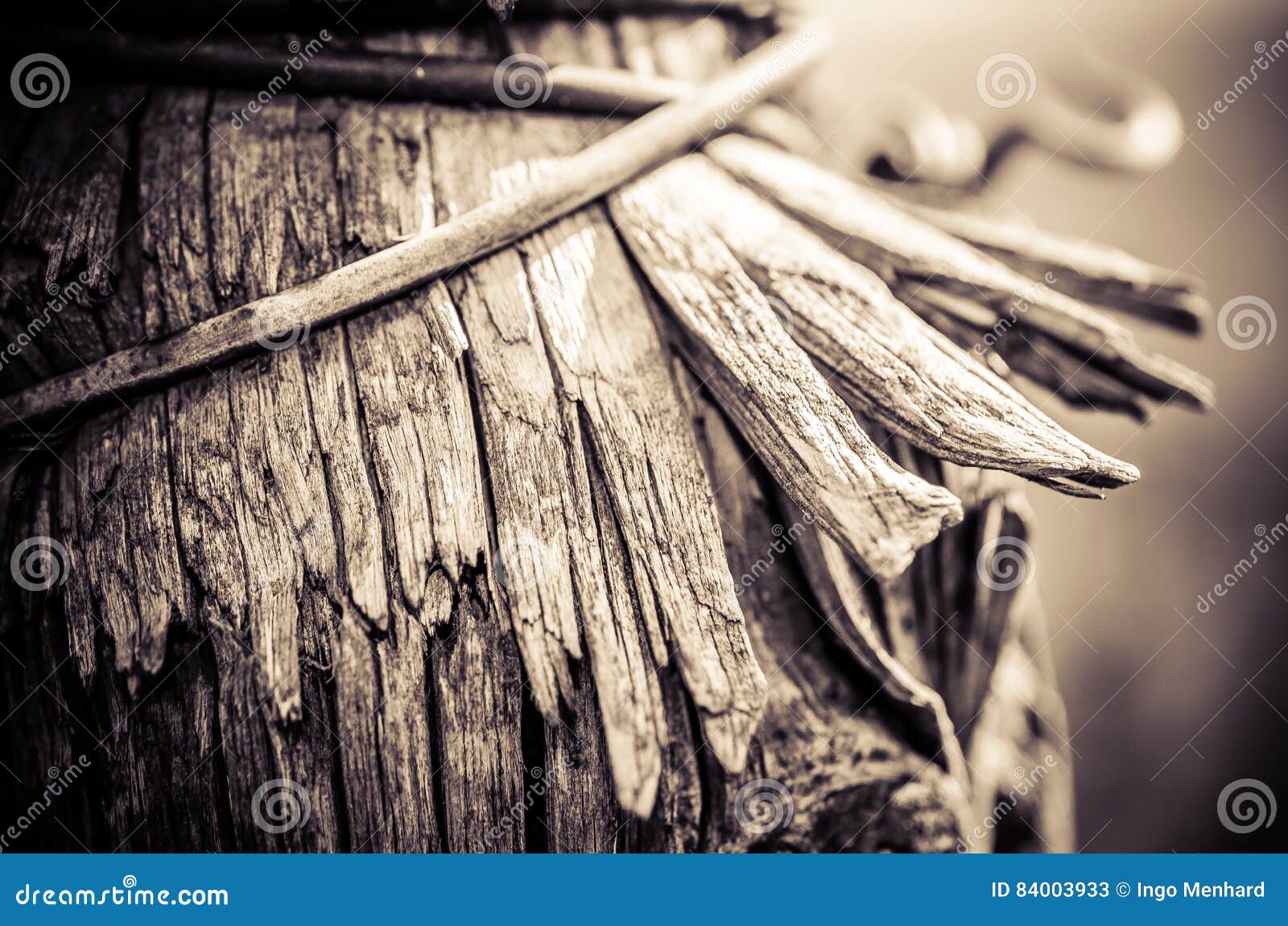 Detalles De La Astilla Del árbol Imagen de archivo - Imagen de extracto ...