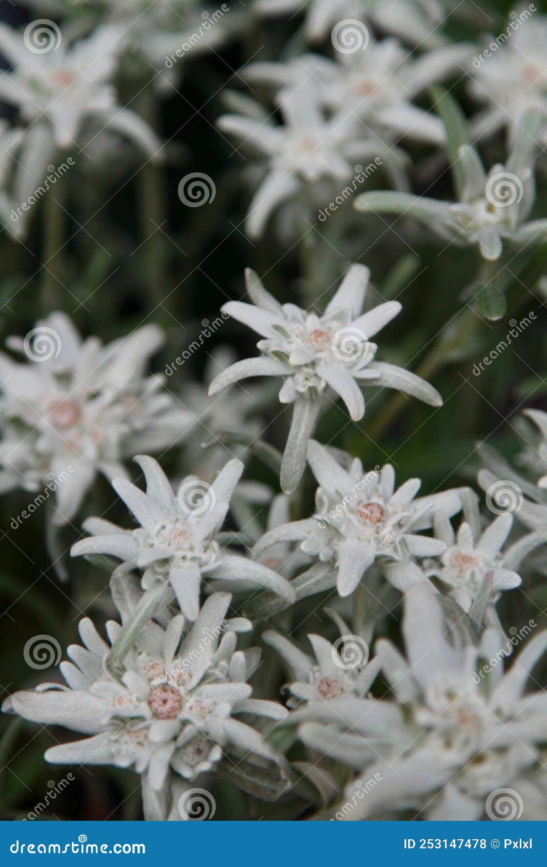 Detalles De Las Flores De Edelweiss Foto de archivo - Imagen de flores ...