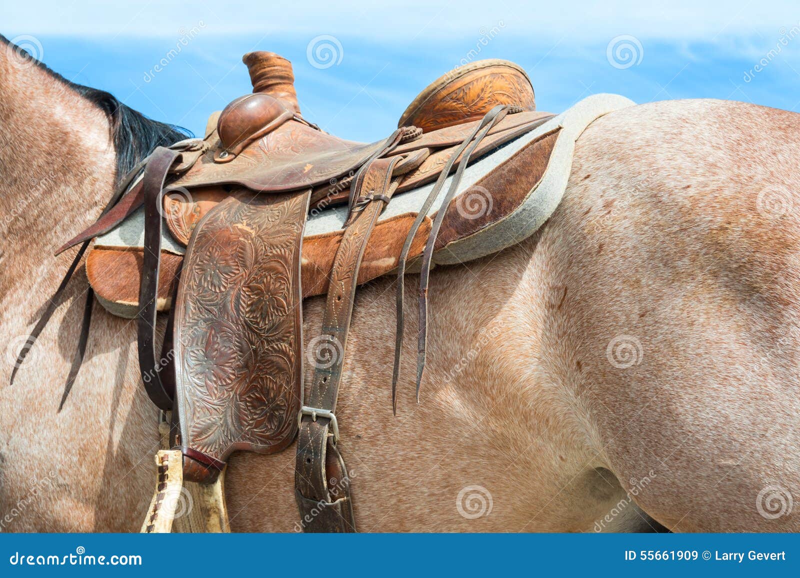 Detalles Del Caballo Del Rodeo Imagen de archivo - Imagen de manta ...