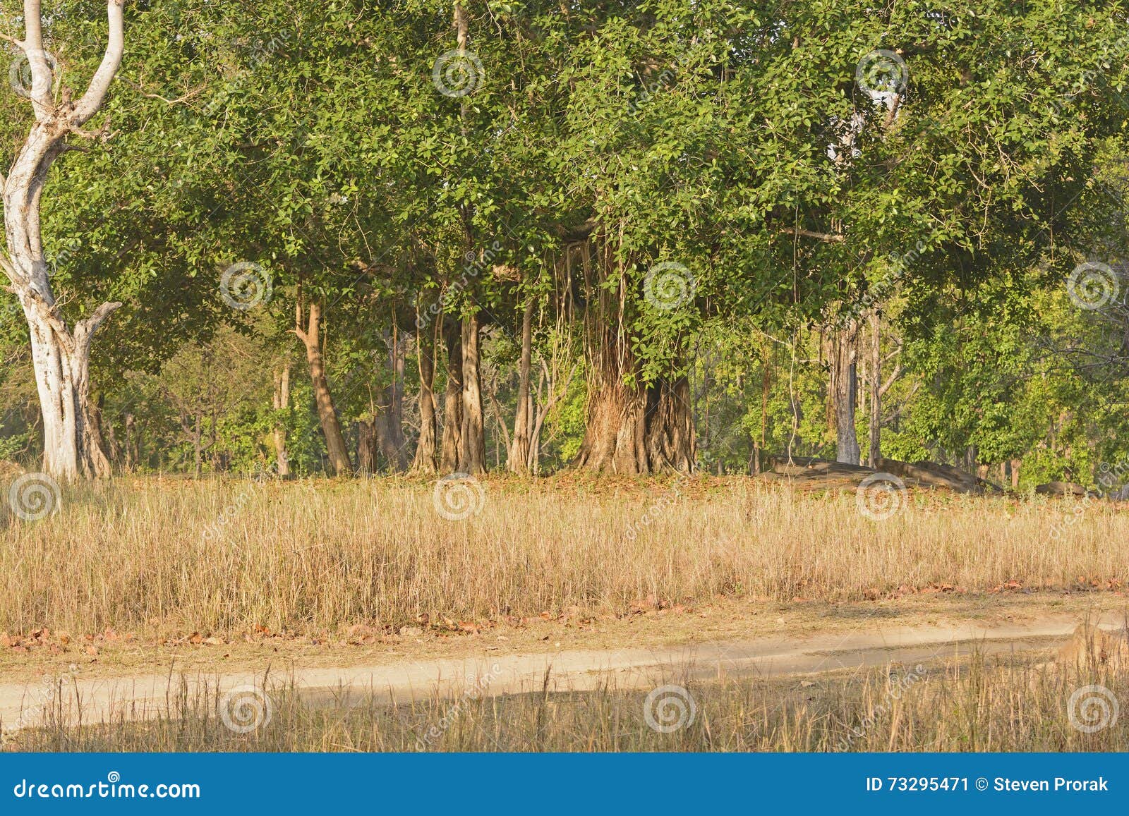 Detalles Del Tronco De Baniano Imagen de archivo - Imagen de india ...