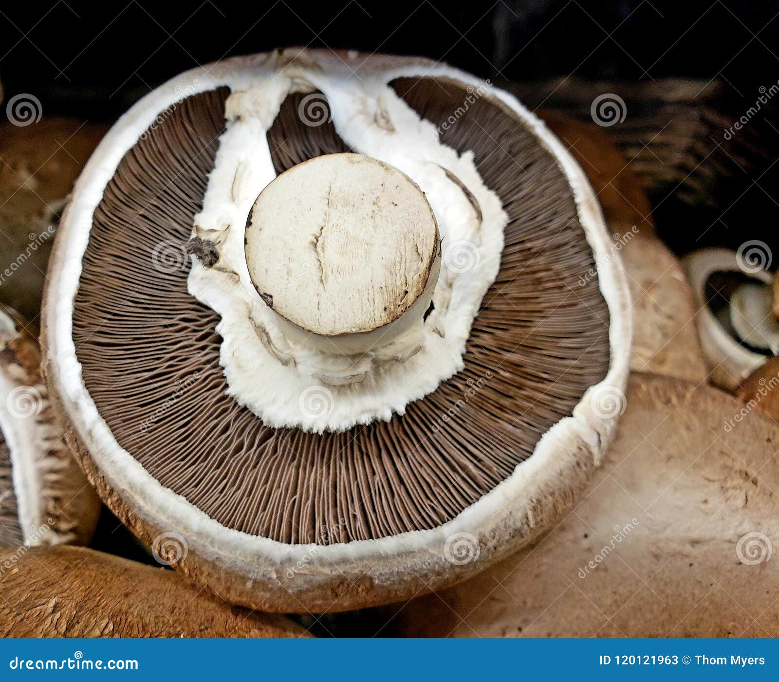 Detalles Dentro De Una Seta Imagen de archivo - Imagen de fino ...