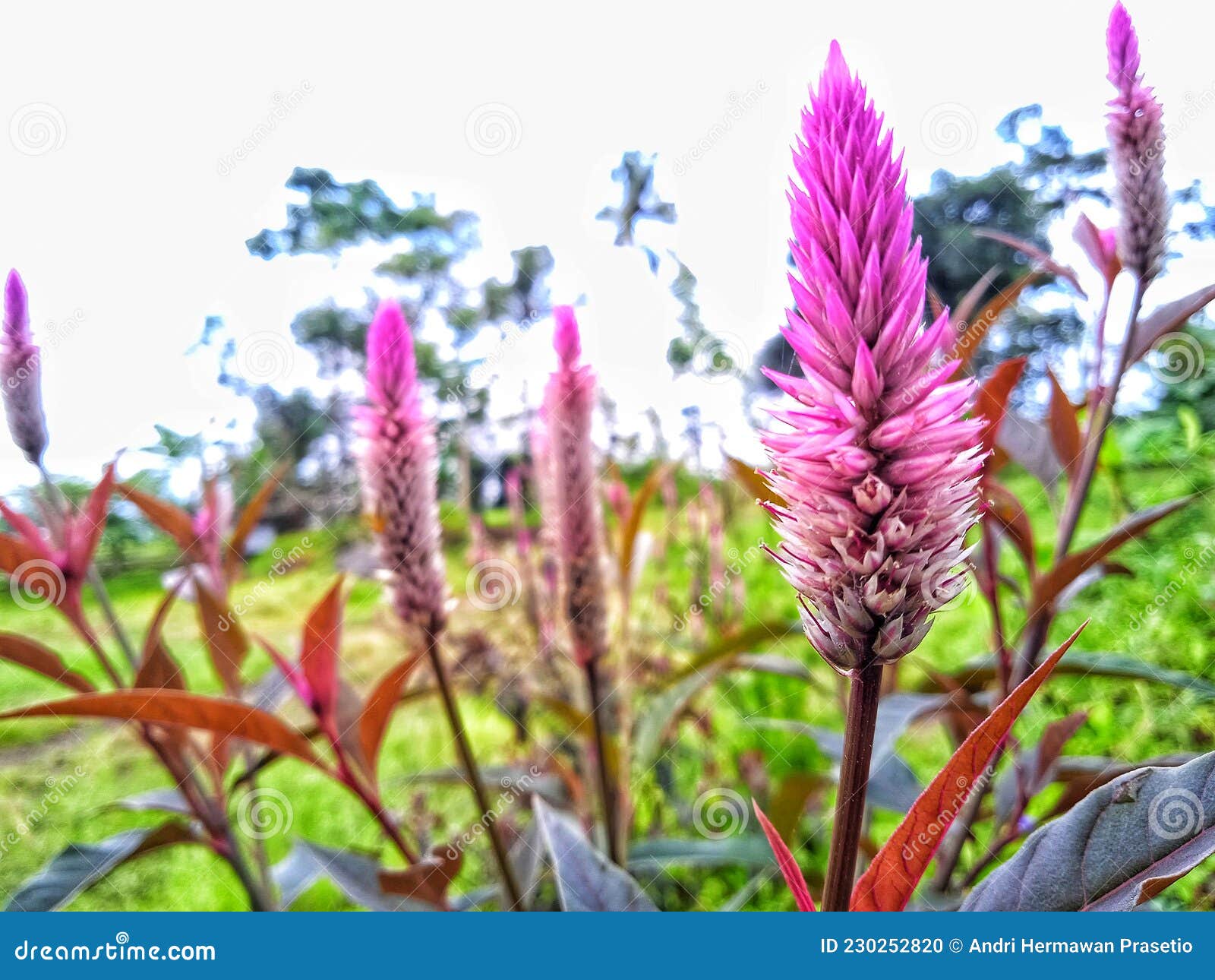 Detalles Hermosos De La Planta De Boroco Foto de archivo - Imagen de ...