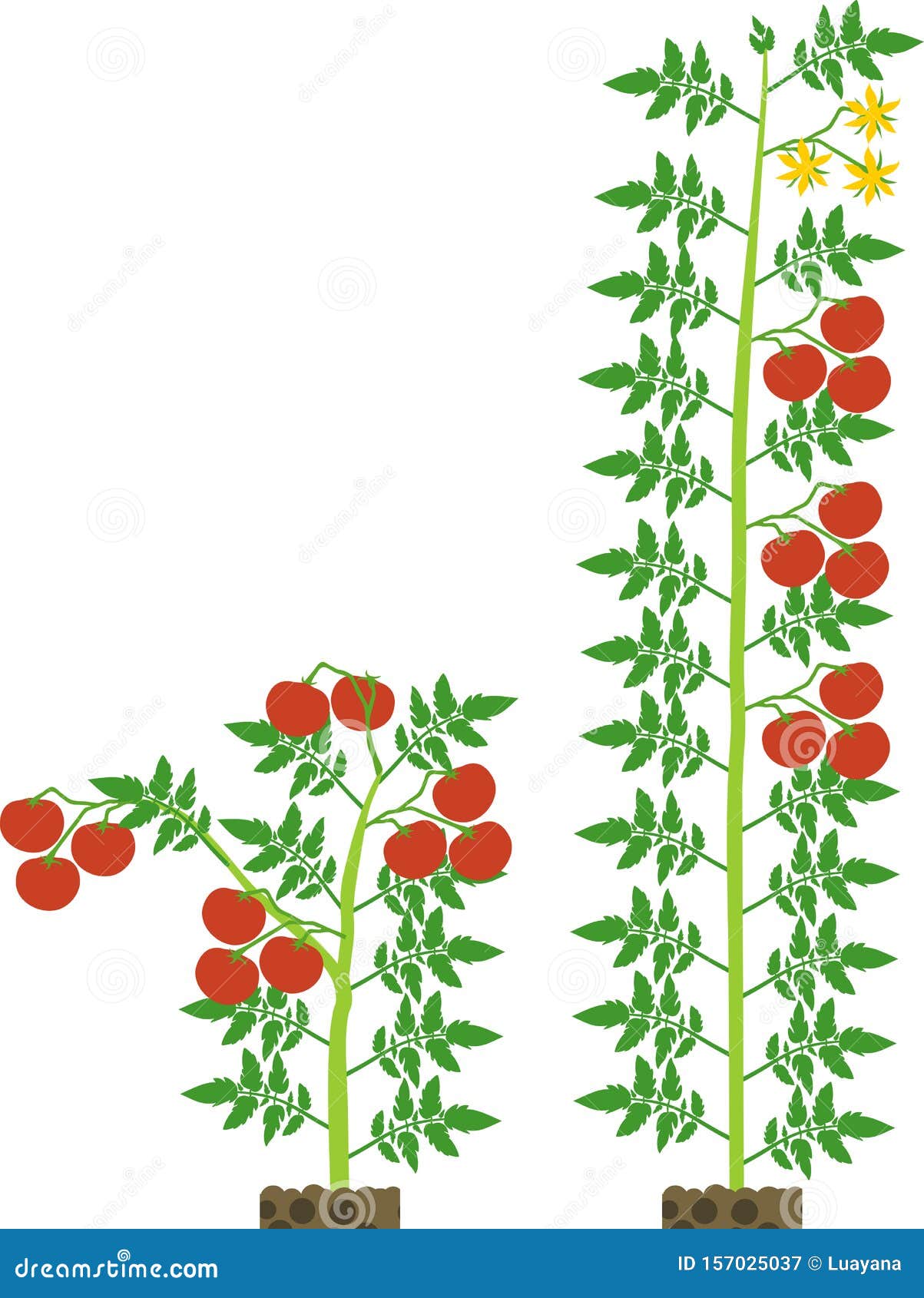 Determinate and Indeterminate Tomato Plants with Green Leaf and Red ... Determinate and Indeterminate Tomato Plants with Green Leaf and Red ...