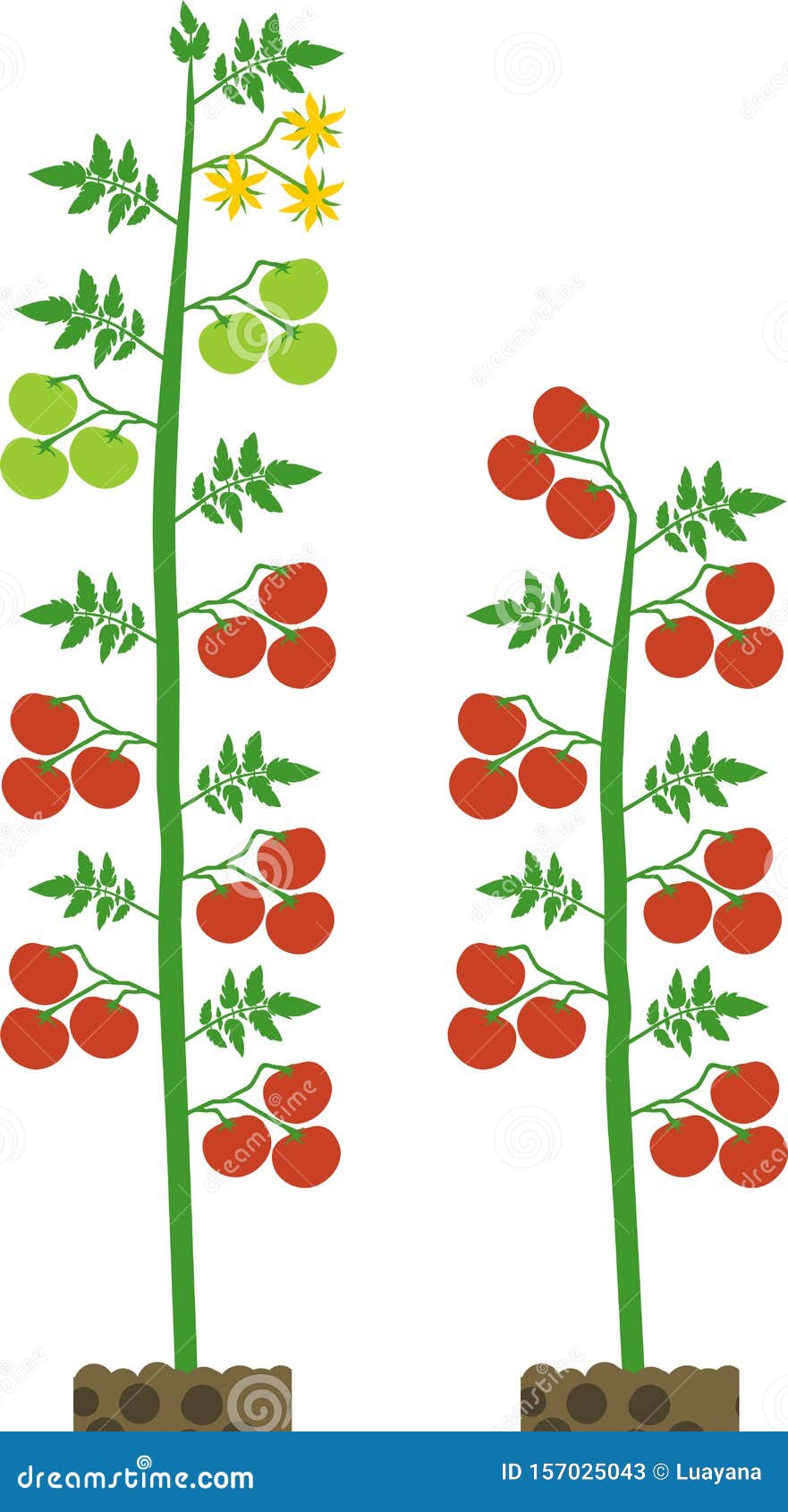 Determinate and Indeterminate Tomato Plants with Green Leaf and Red ... Determinate and Indeterminate Tomato Plants with Green Leaf and Red ...