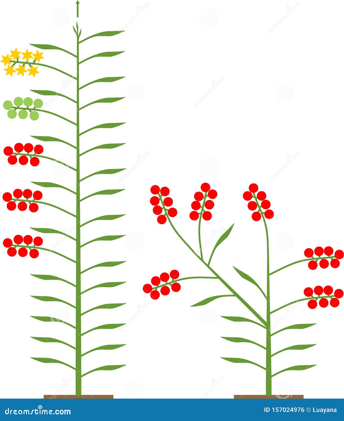 Determinate and Indeterminate Tomato Plants with Green Leaf and Red ... Determinate and Indeterminate Tomato Plants with Green Leaf and Red ...