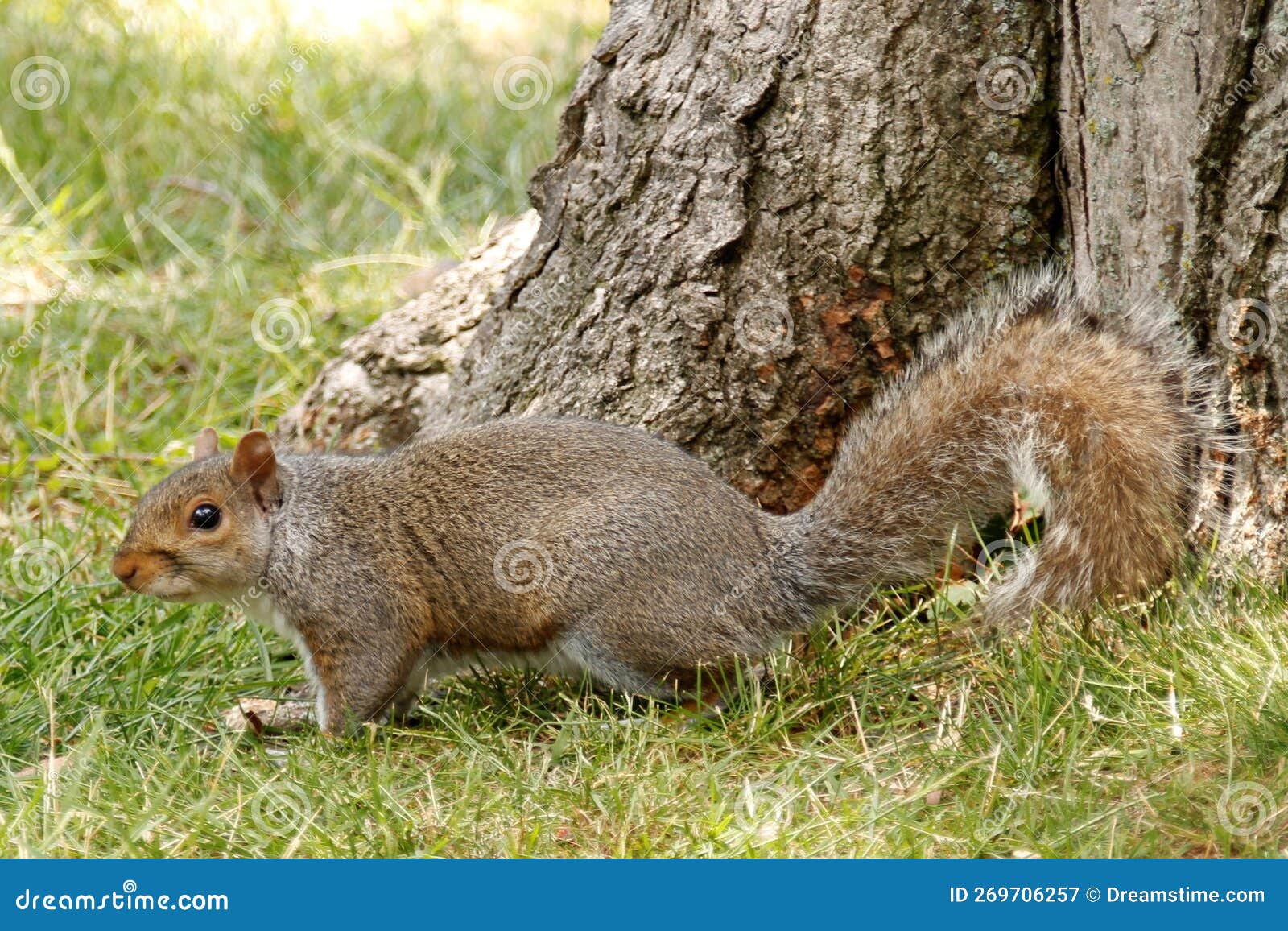 Determination... Persistence... Squirrel Life... Stock Image - Image of ...