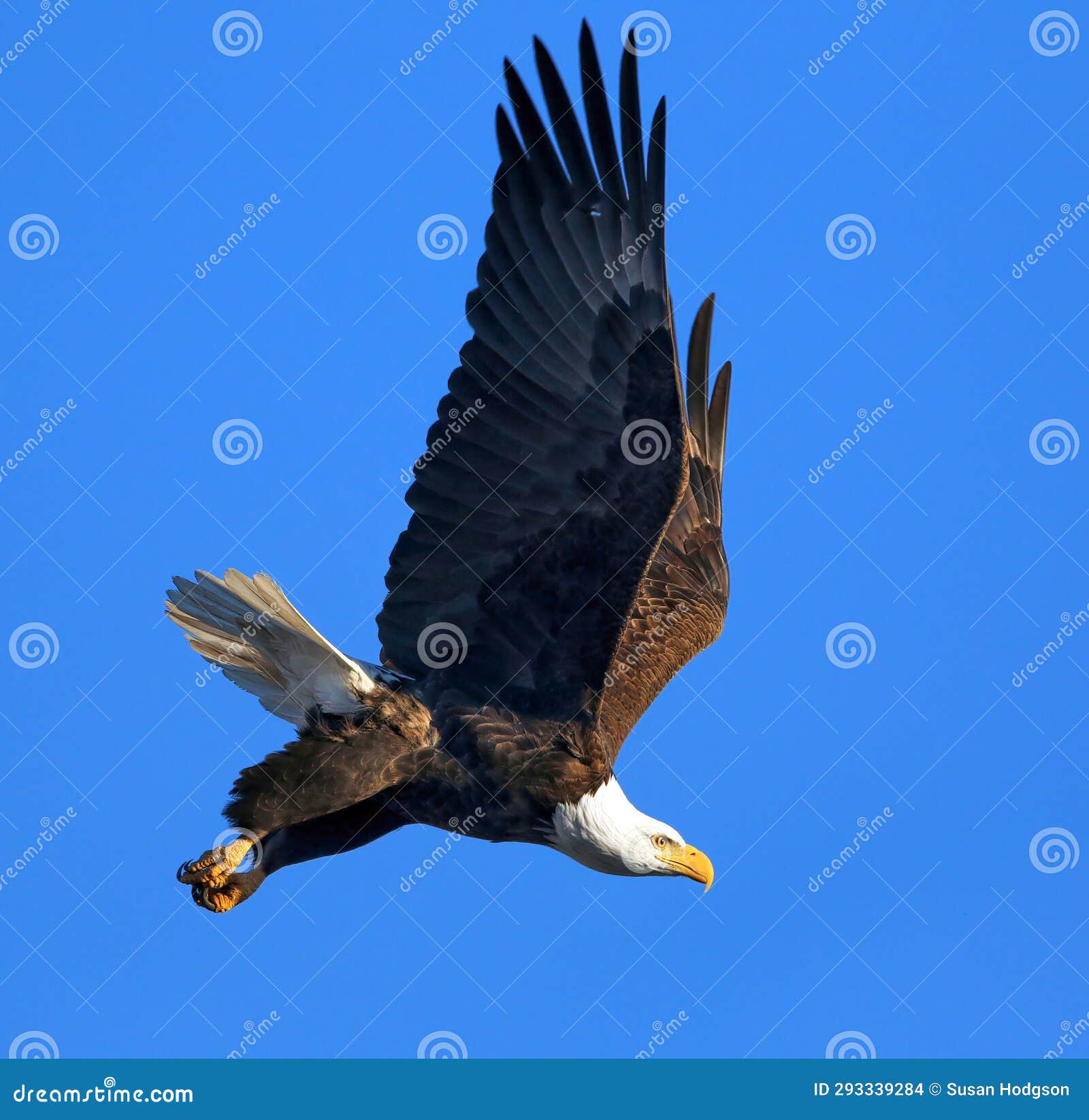 Determined Bald Eagle Swooping Down in Flight Stock Photo - Image of ...