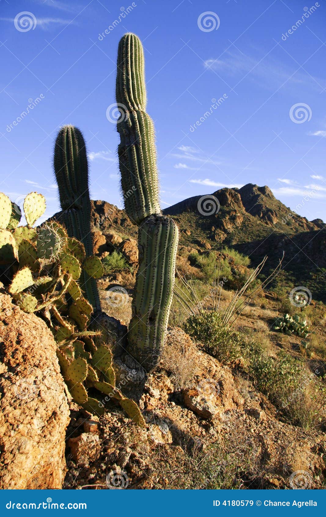 Determined Cactus Growing from Rock Stock Image - Image of rugged ...