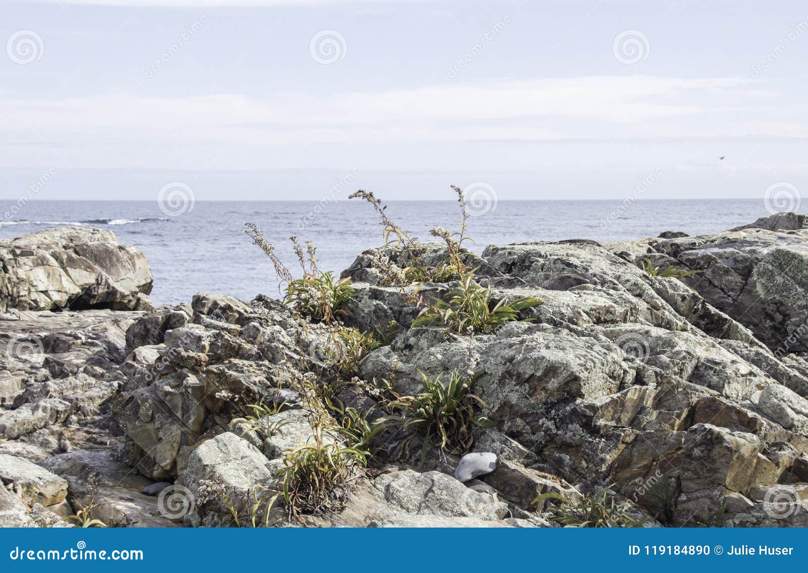 Determined Grass Growing Out of Rocks Along the Maine Coast Stock Photo ...