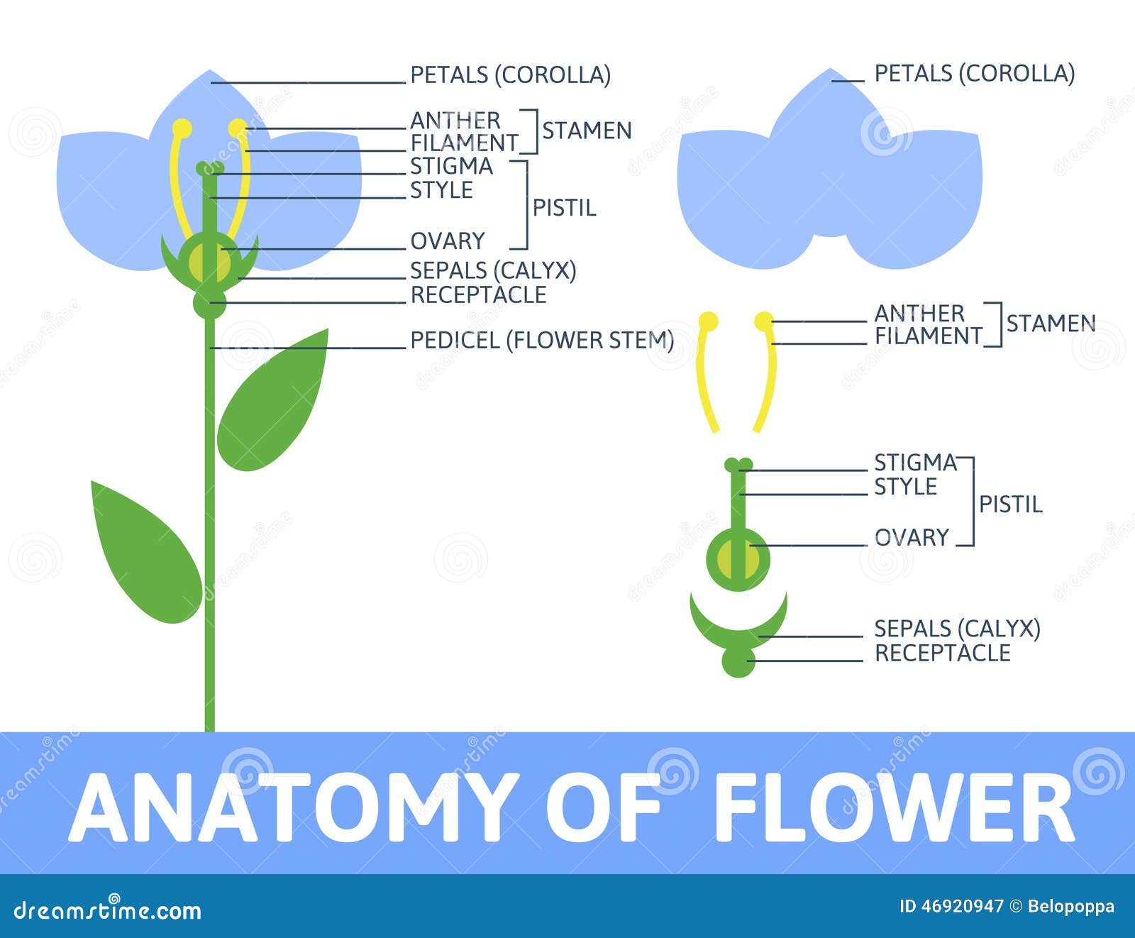 Dettaglio Del Fiore Di Anatomia Illustrazione Vettoriale ...