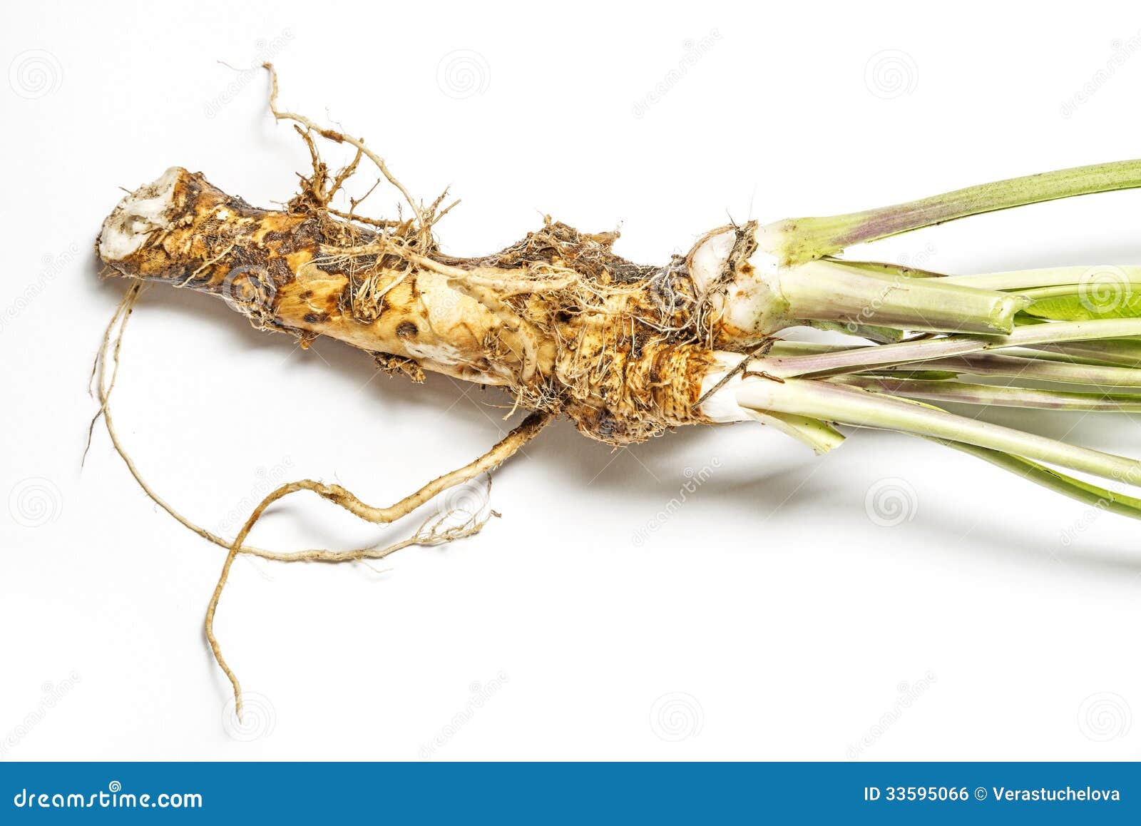 Dettaglio del rafano fotografia stock. Immagine di radice - 33595066