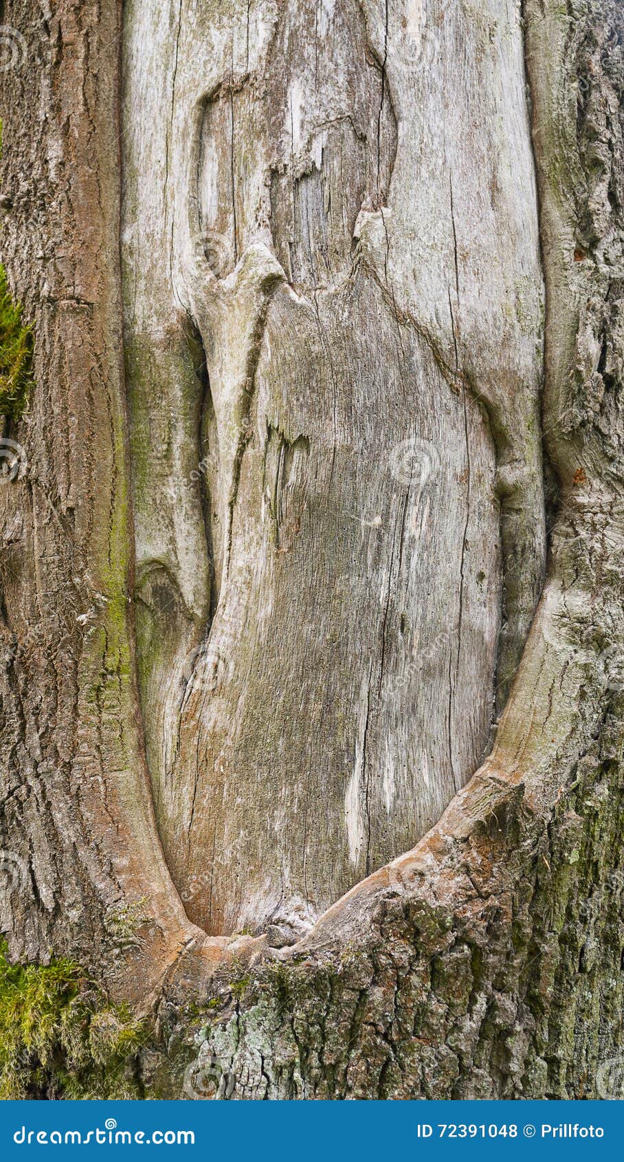 Dettaglio Del Tronco Di Albero Fotografia Stock - Immagine di tronco ...